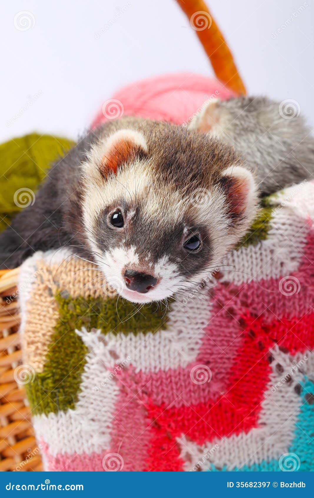 Sable ferret in basket stock image. Image of nature, lying - 35682397