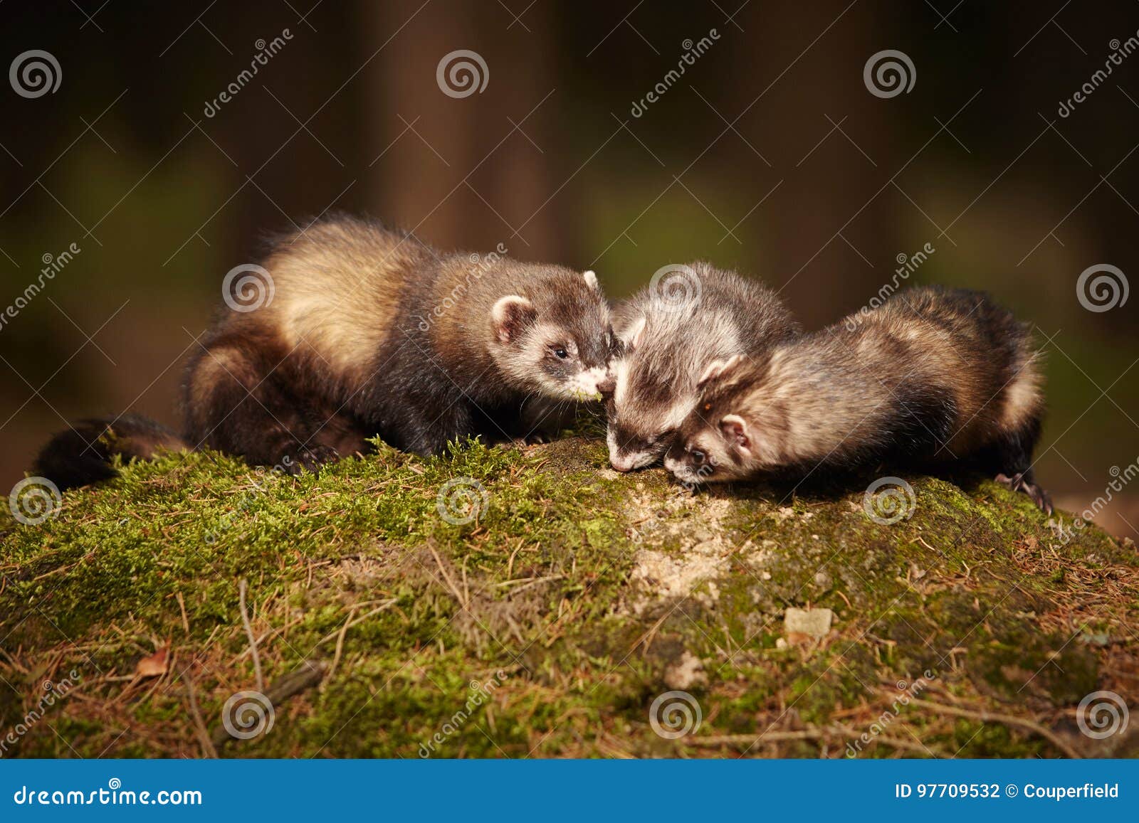 Sable Ferret Group Posing in Forest on Moss for Portrait Stock Photo ...