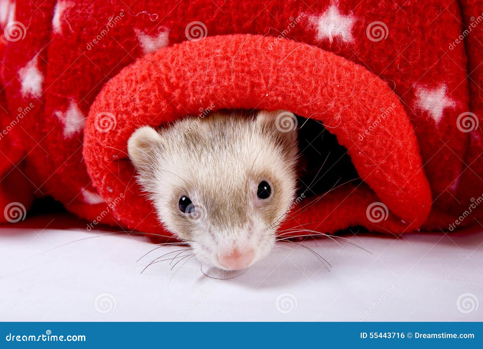 Sable Ferret Peeking Out of Red Star Toy Stock Photo - Image of head ...