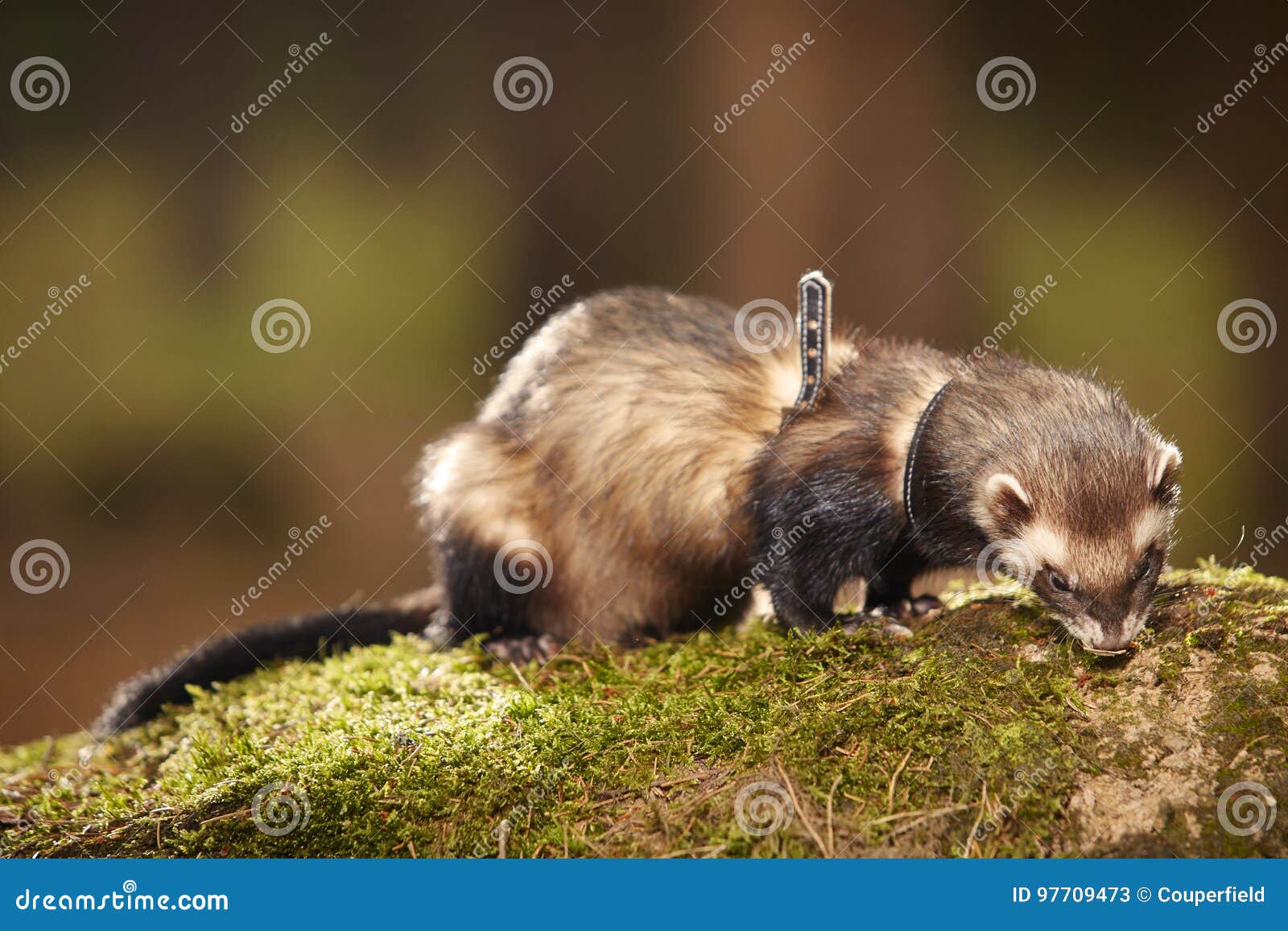 Sable Ferret Posing in Forest on Moss for Portrait Stock Image - Image ...