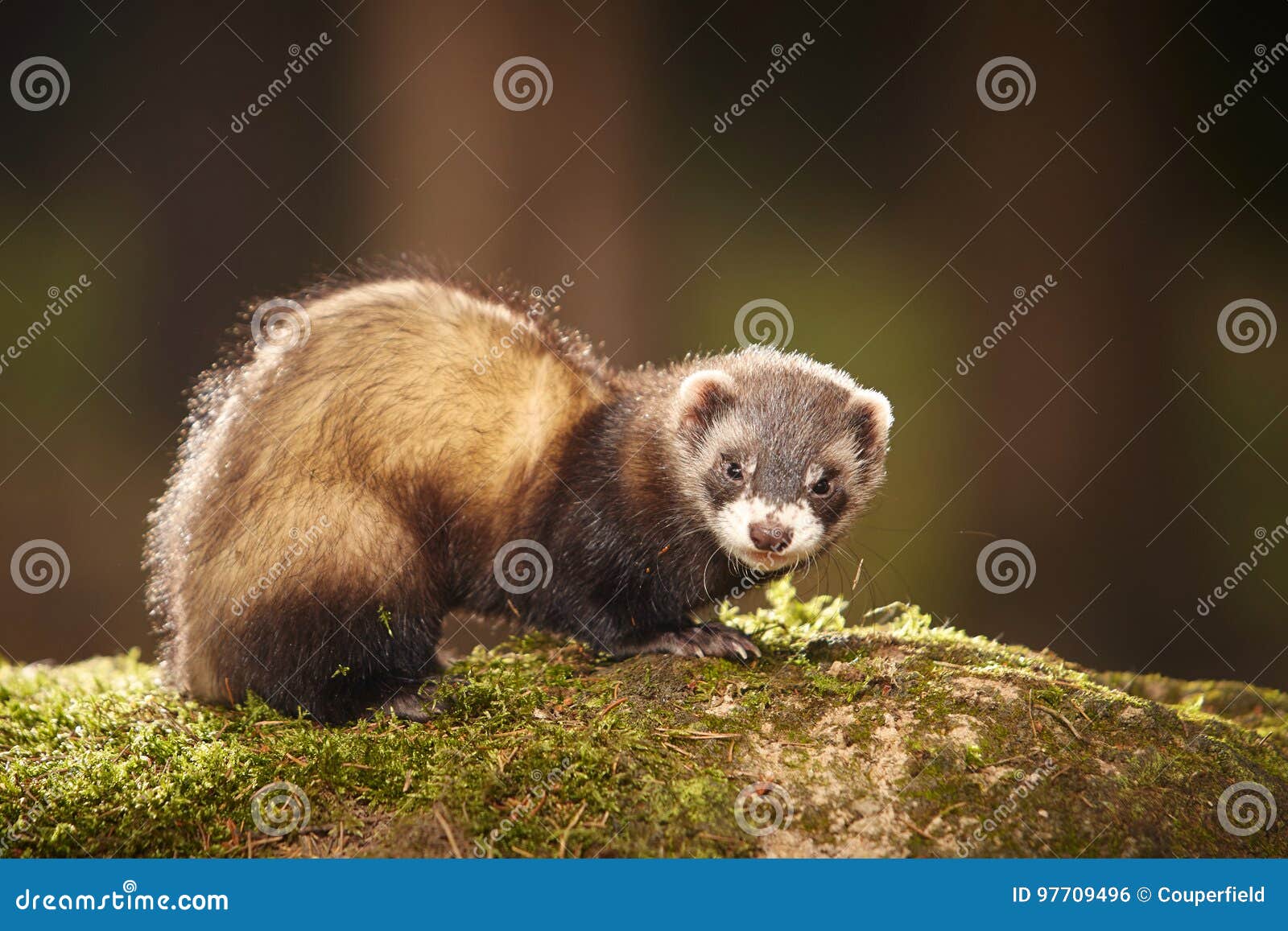 Sable Ferret Posing in Forest on Moss for Portrait Stock Photo - Image ...