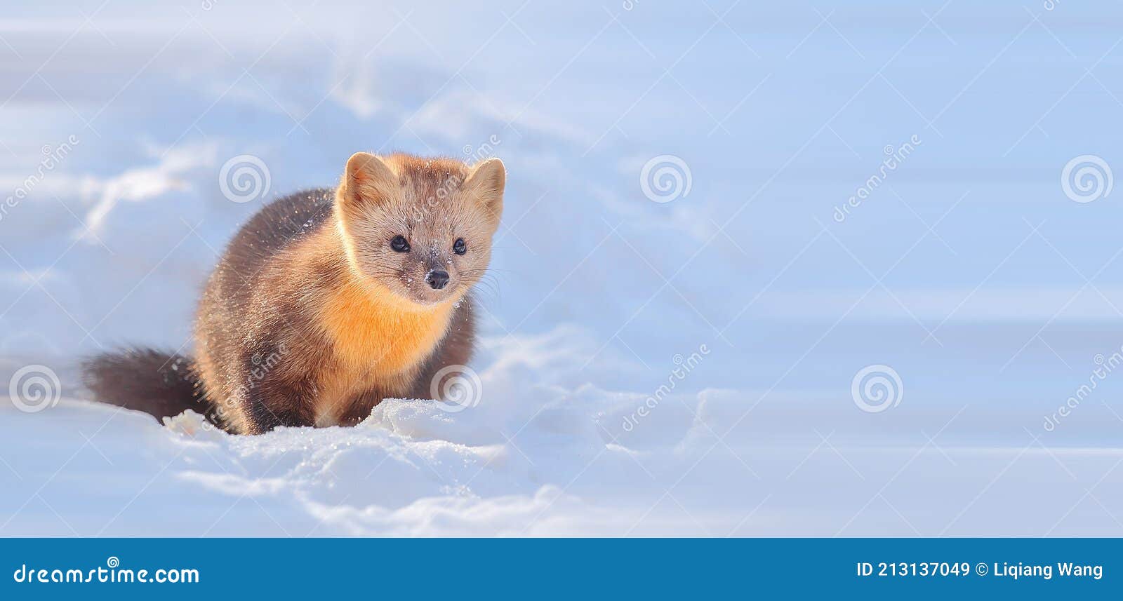 Sable stock image. Image of goldenpheasant, flamingos - 213137049