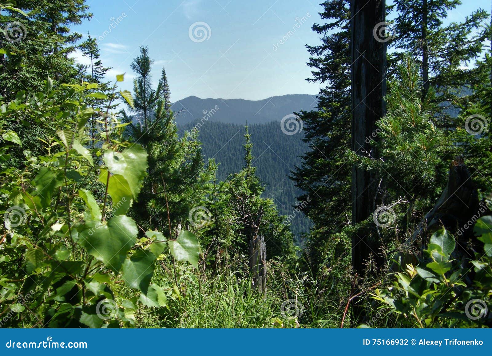Sable Mountain stock photo. Image of alice, nature, botanical - 75166932