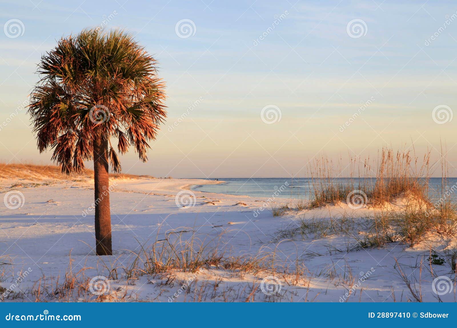 Sable Palm Tree on White Sand Beach Stock Photo - Image of oates ...