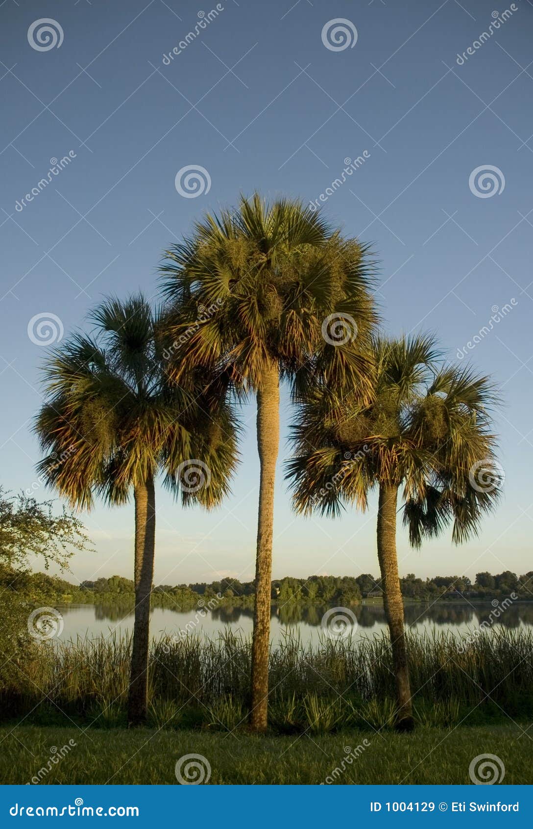 Sable Palms stock image. Image of serene, calm, triplets - 1004129