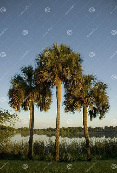 Sable Palms stock image. Image of serene, calm, triplets - 1004129