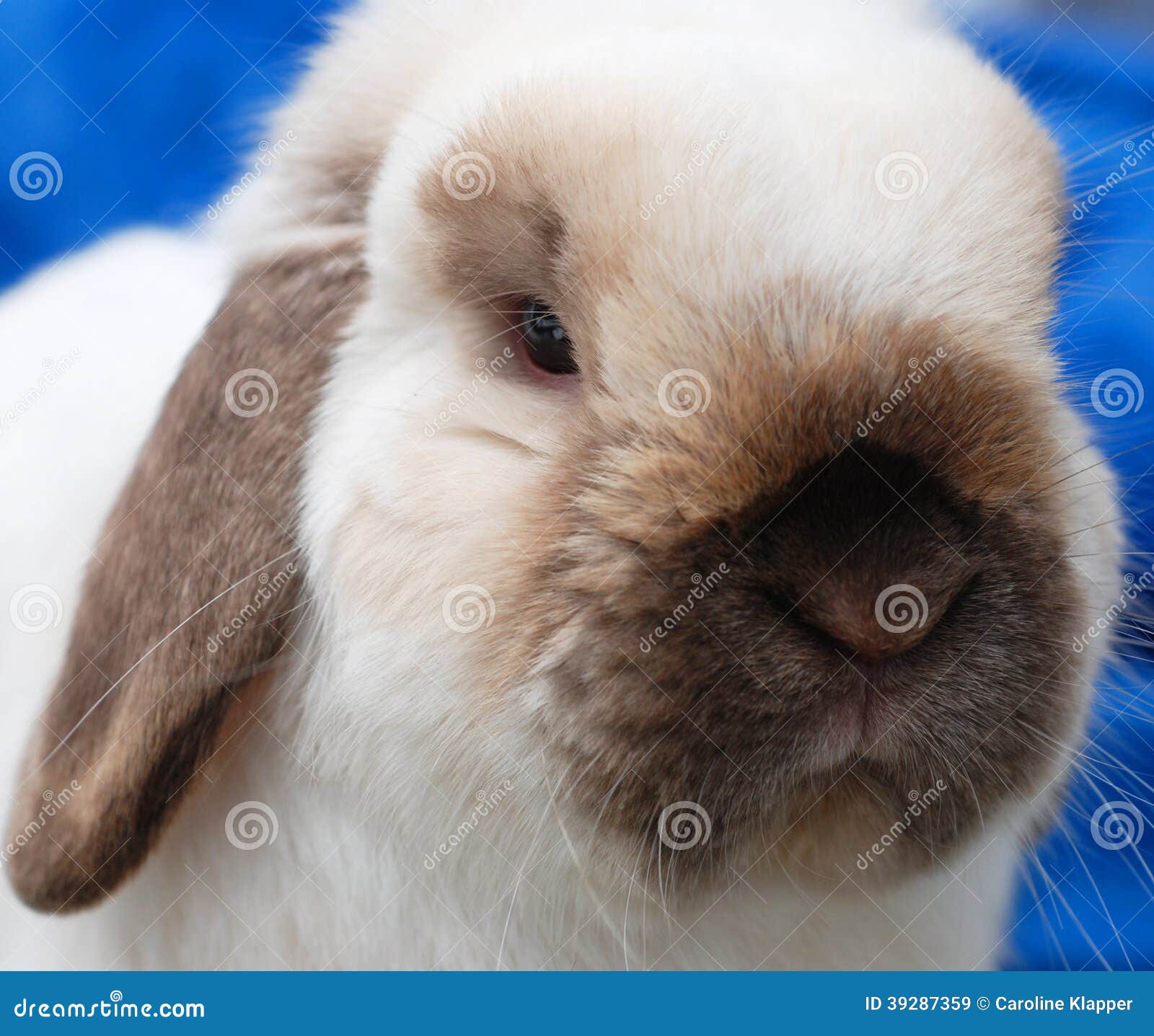 Sable Rabbit stock image. Image of floppy, flop, cute - 39287359