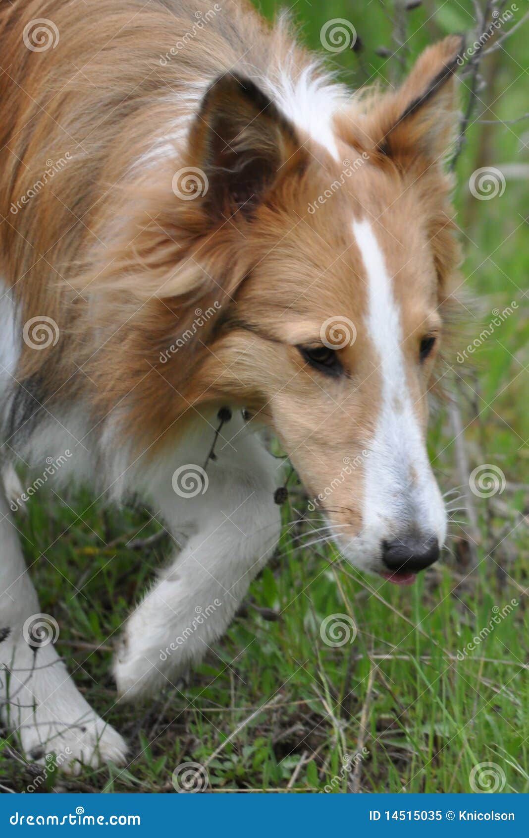 Sable Sheltie stock image. Image of step, ears, pets - 14515035