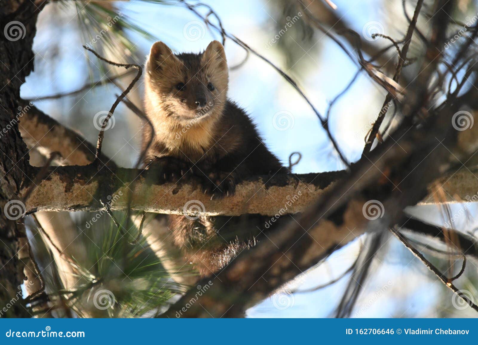 Sable Sits on a Tree in the Natural Environment Stock Photo - Image of ...