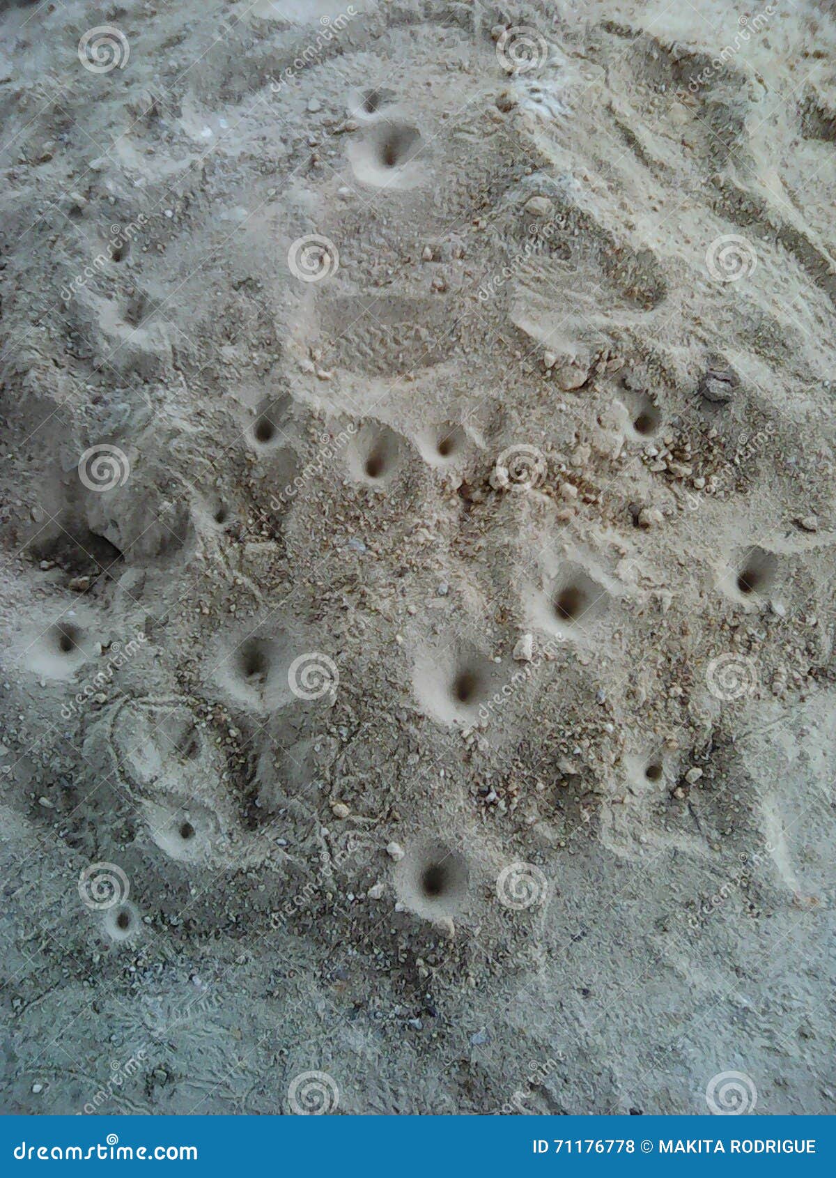 Sable stock photo. Image of godd, 5432, 6798, dimera - 71176778