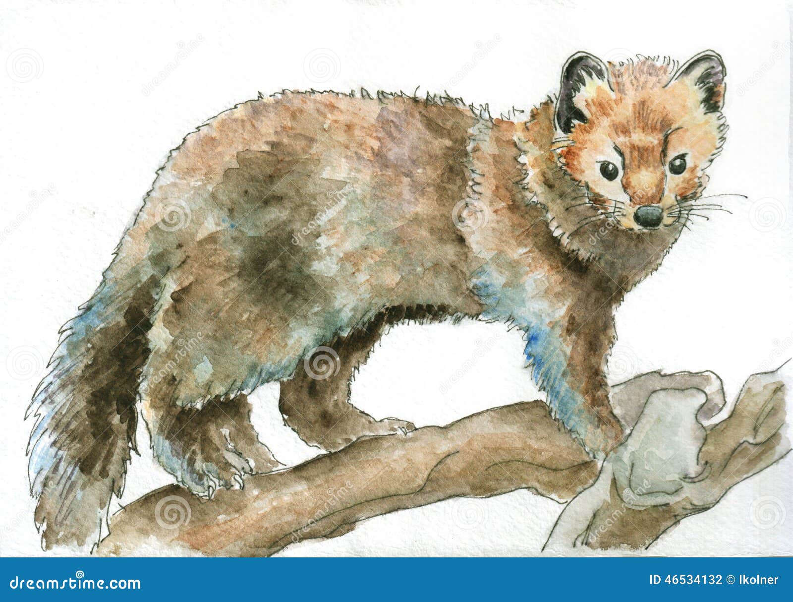 Sable Vector Illustration | CartoonDealer.com #56032982