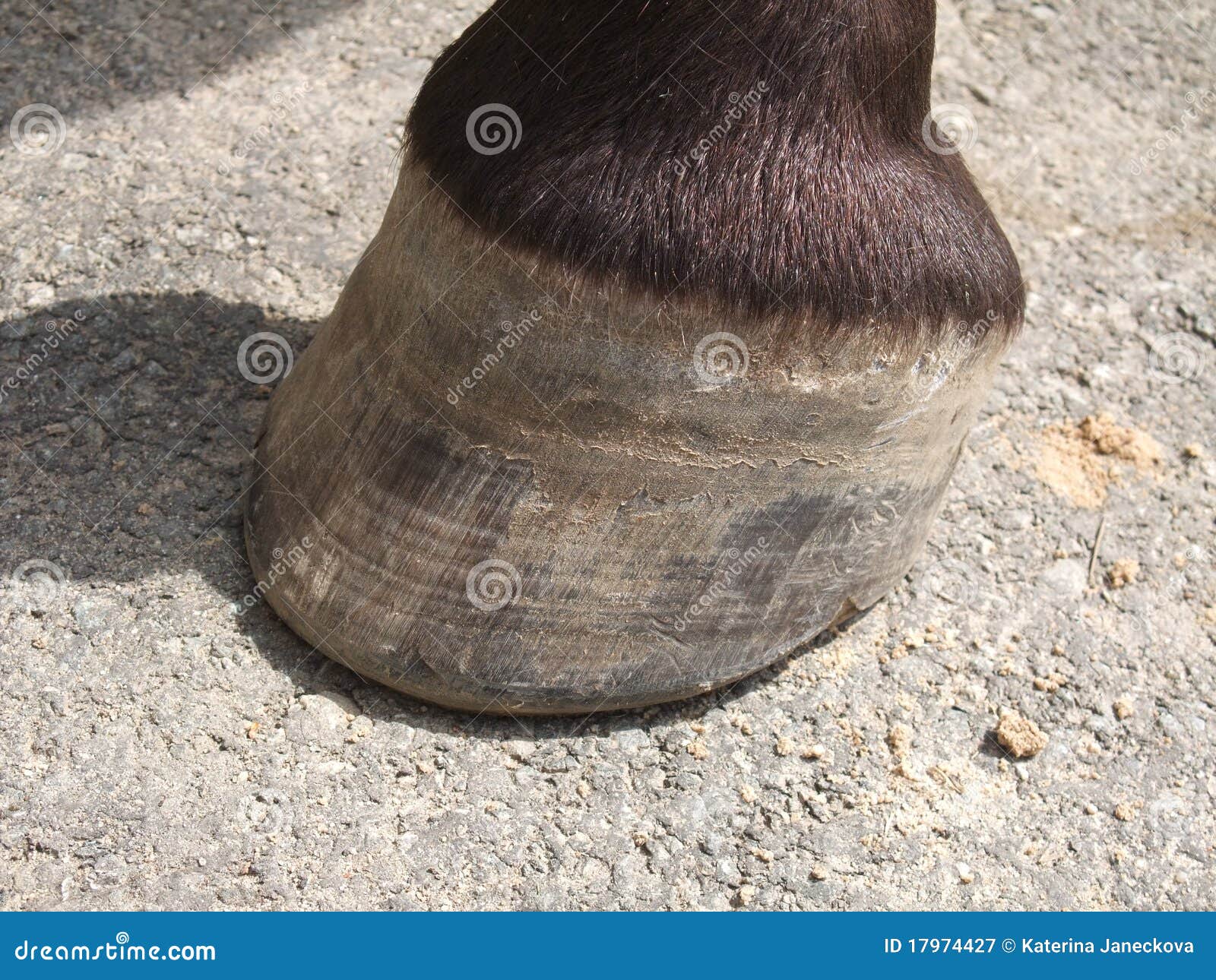 Sabot de cheval image stock. Image du sabot, pieds, mammifère - 17974427