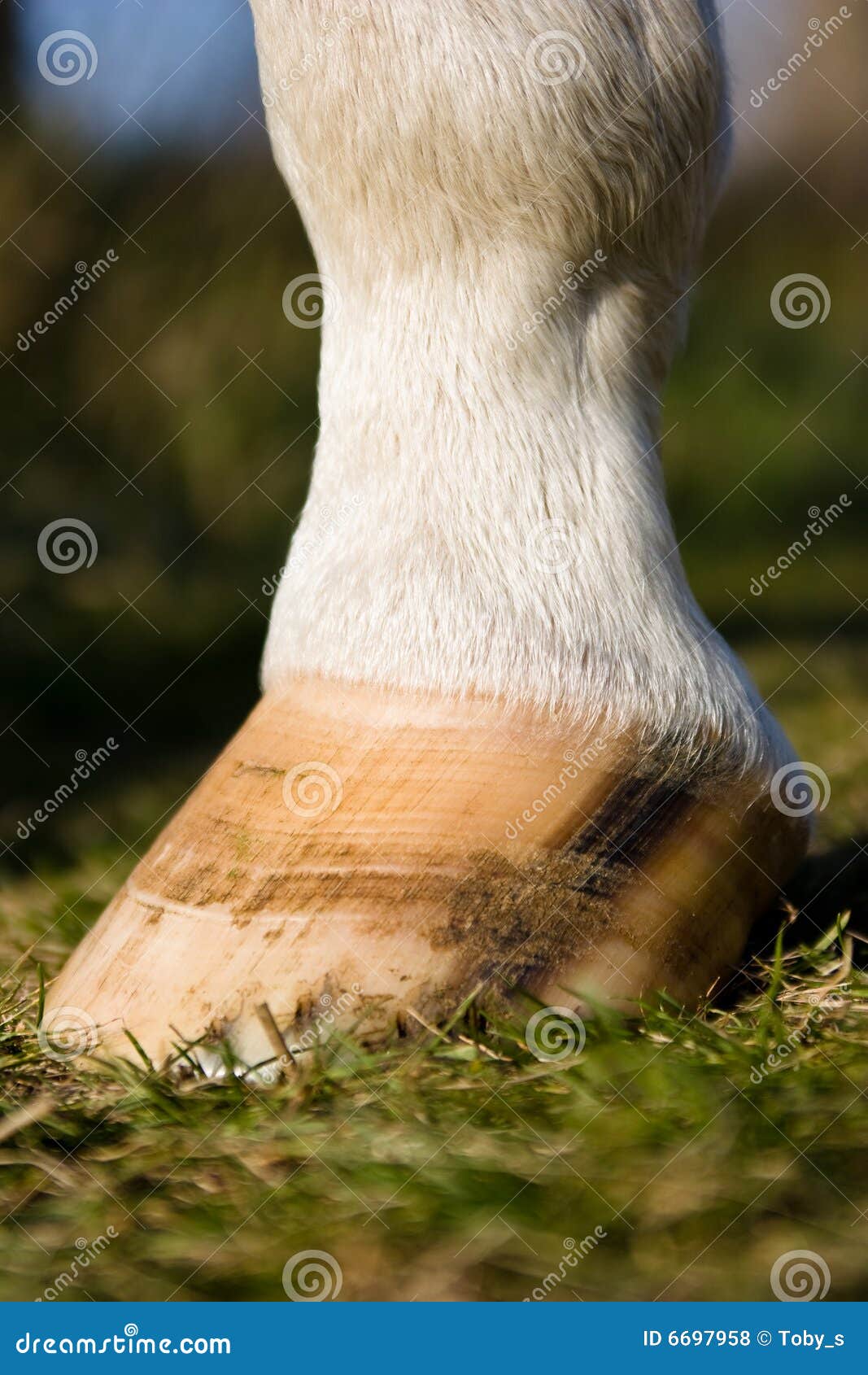 Sabot de cheval photo stock. Image du outdoors, detail - 6697958