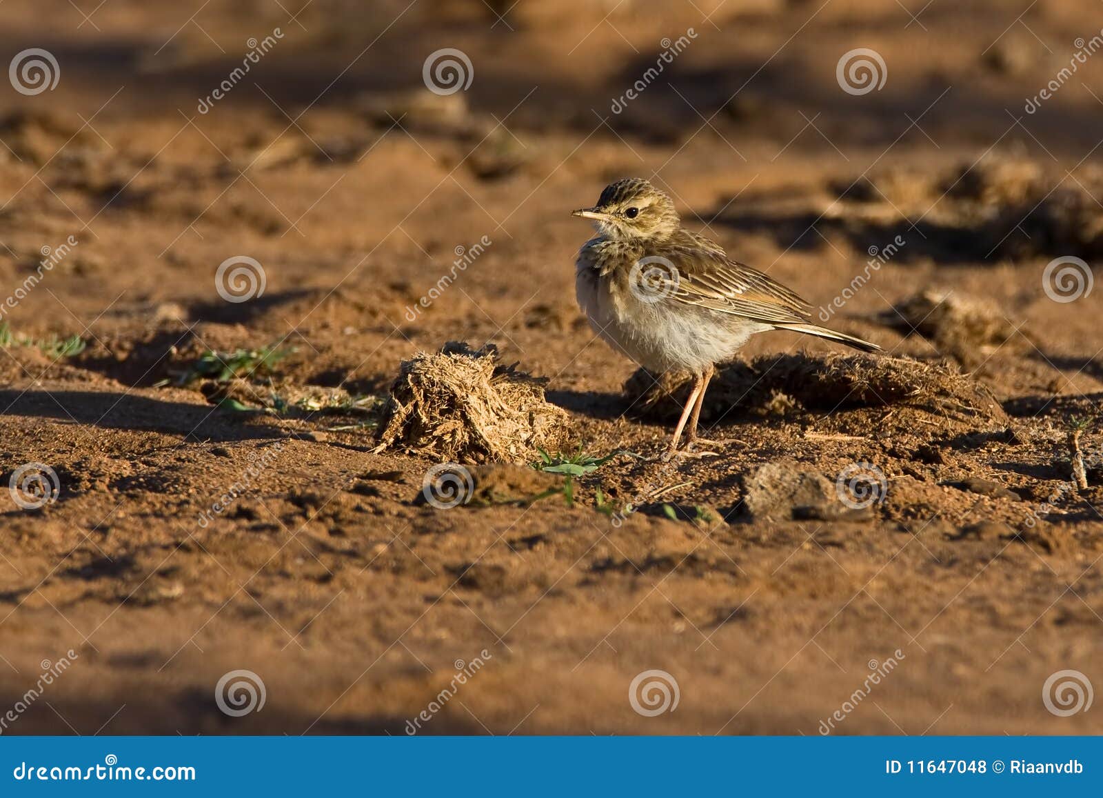 Sabota Lark stock photo. Image of safari, wild, wildlife - 11647048
