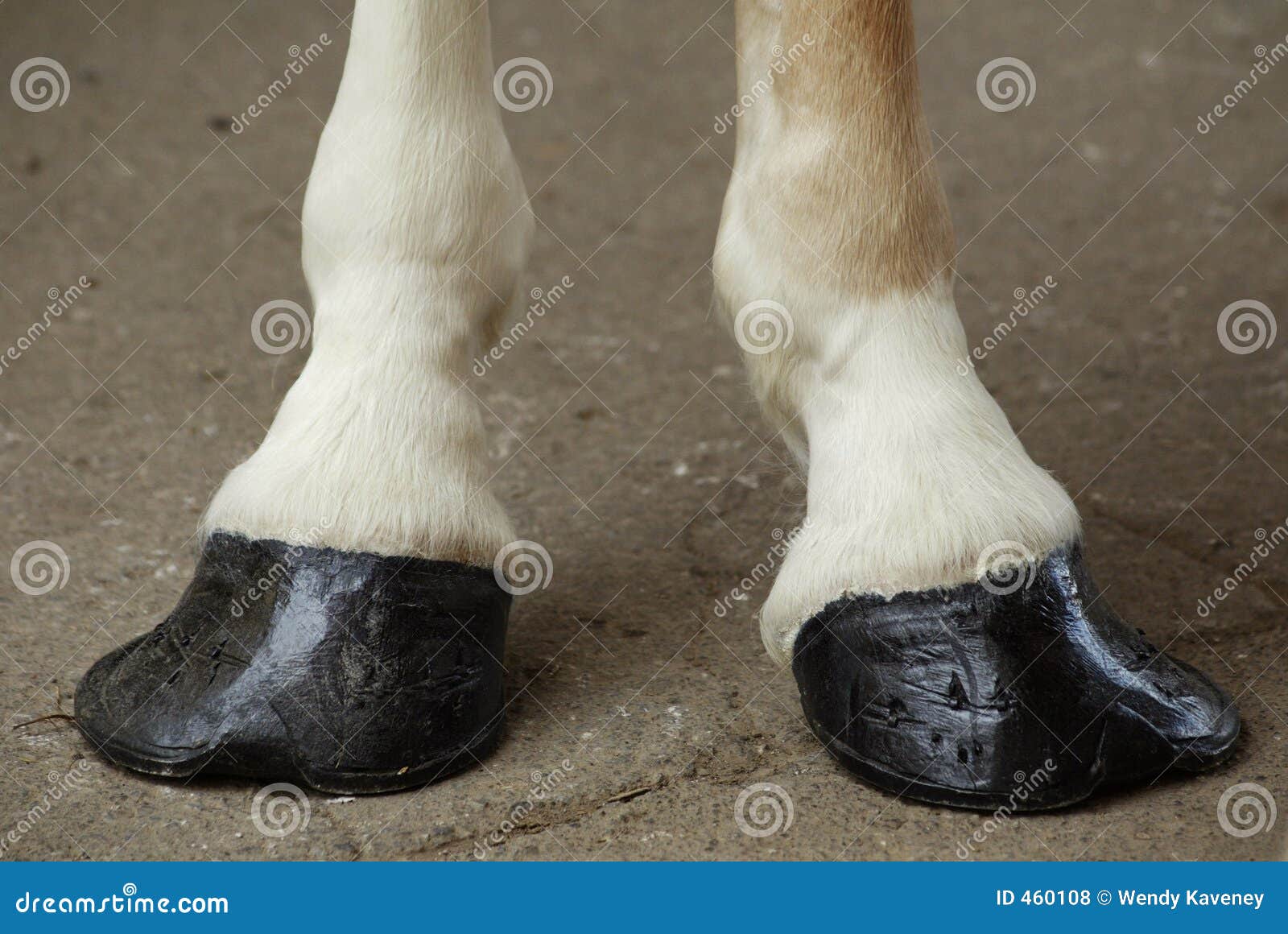 Sabots de cheval photo stock. Image of équestre, fourrure - 460108