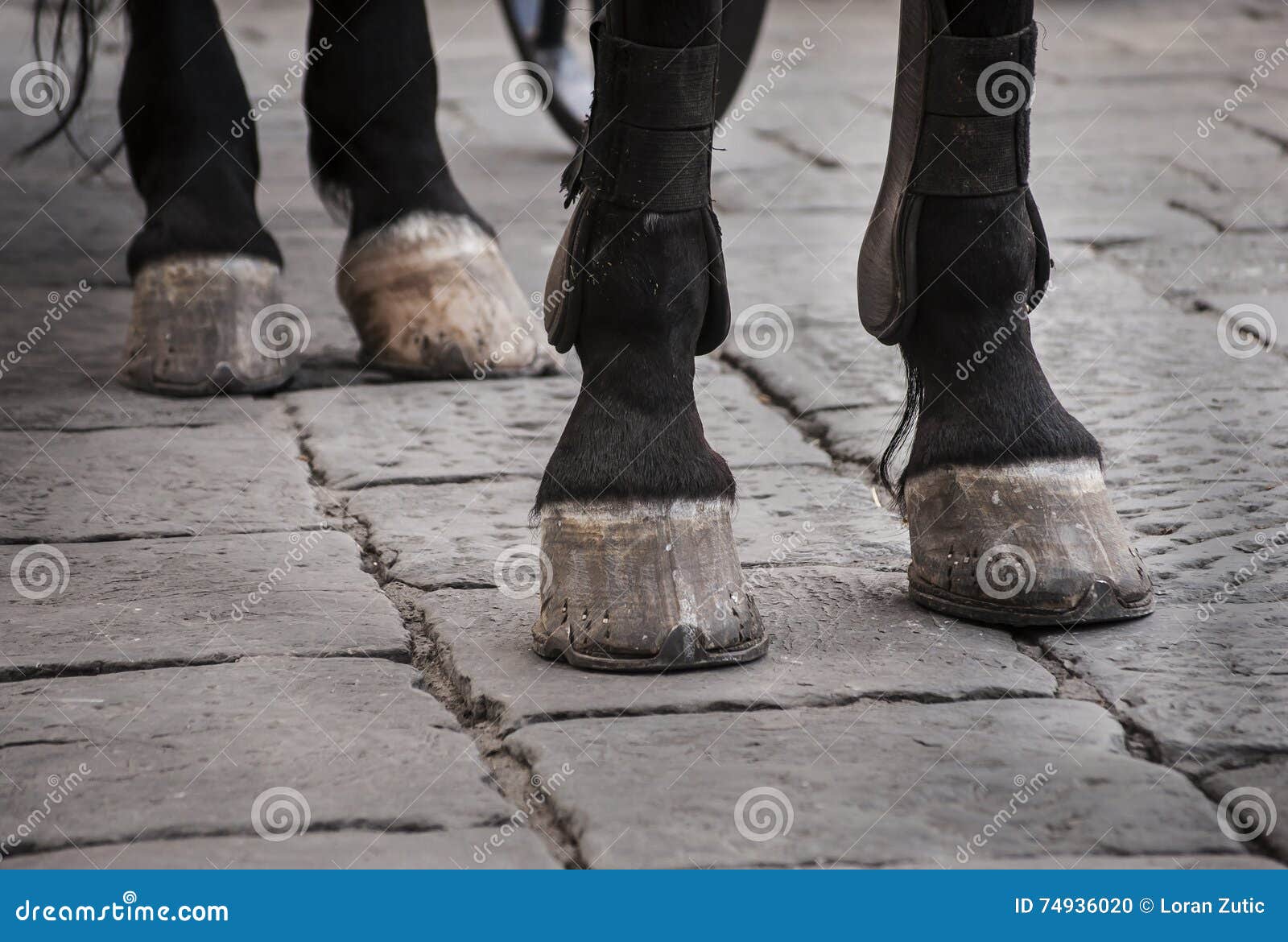 Sabots De Cheval Sur La Rue De Pavé Photo stock - Image du horseshoes ...