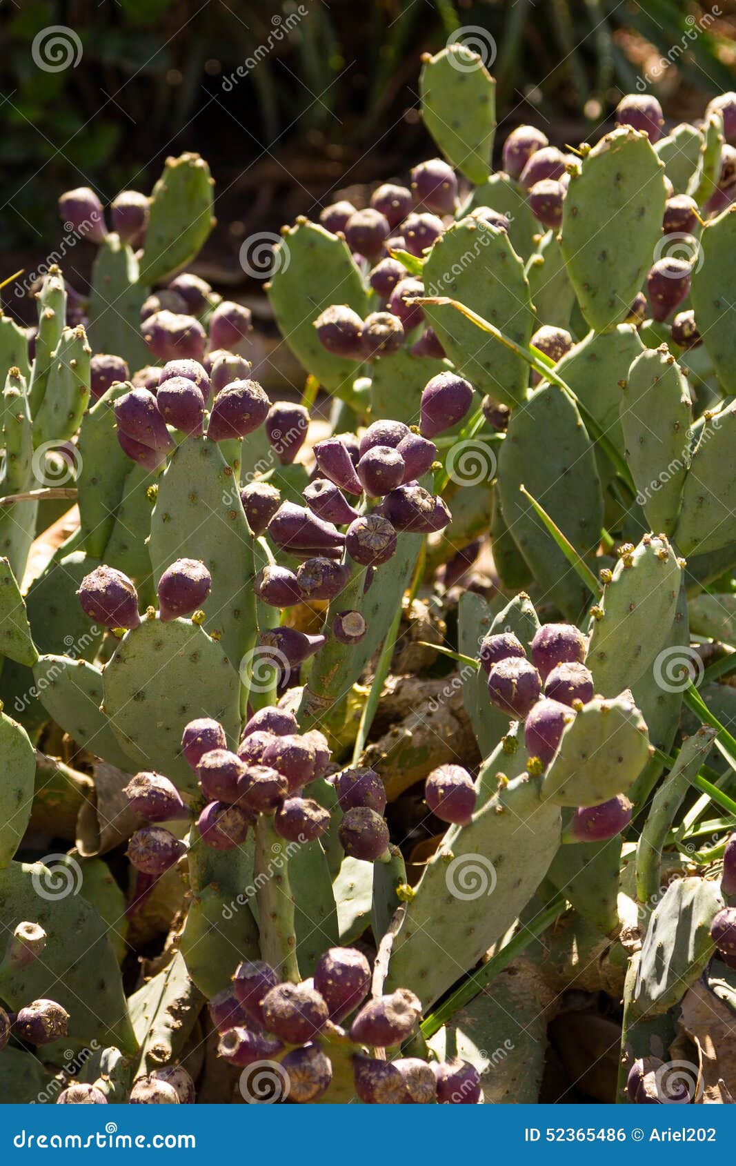 Sabra cactus fruit stock photo. Image of health, juicy - 52365486