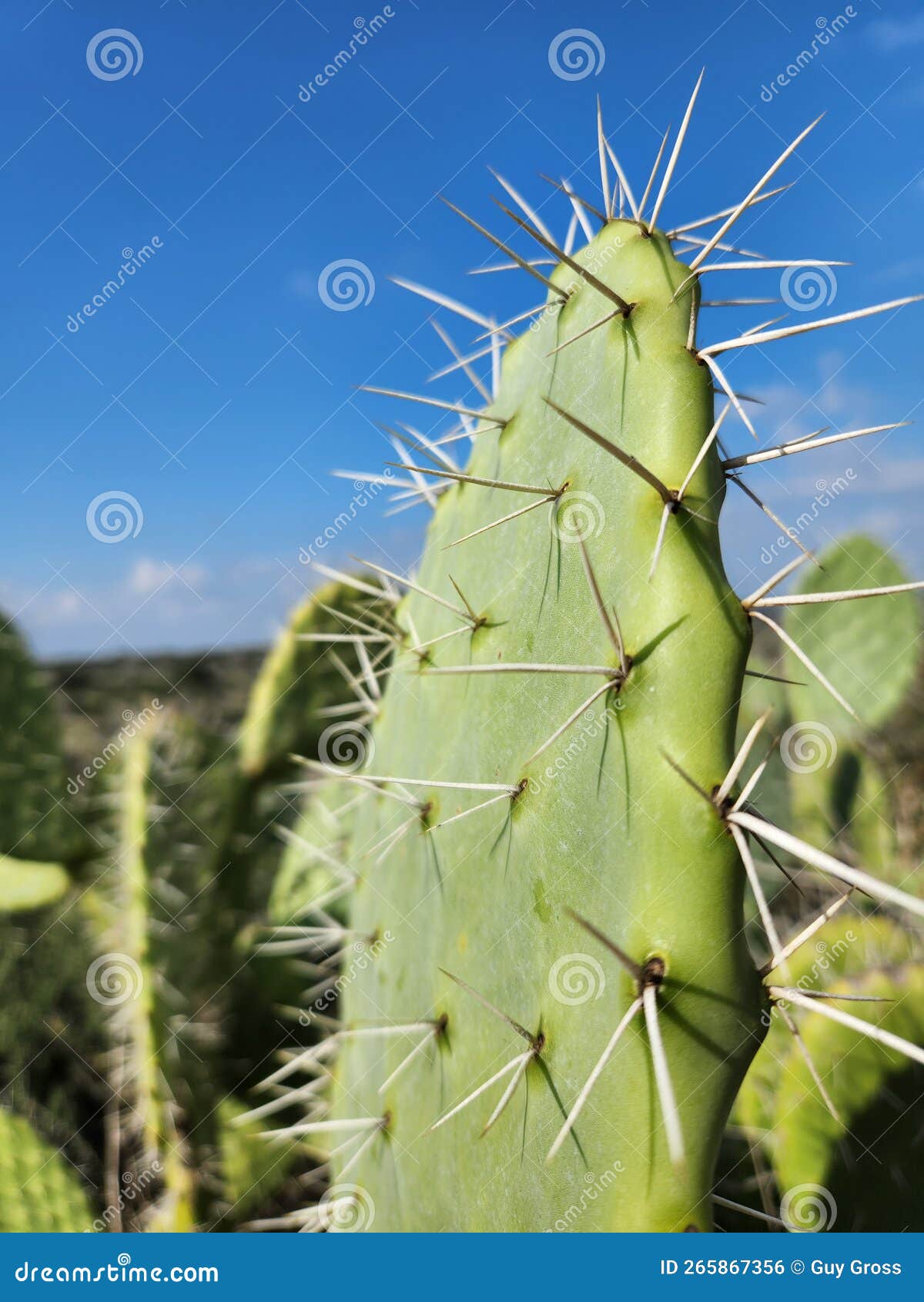 Sabra Cactus Plant, Named After Israeli Person, Located In Jerusalem ...