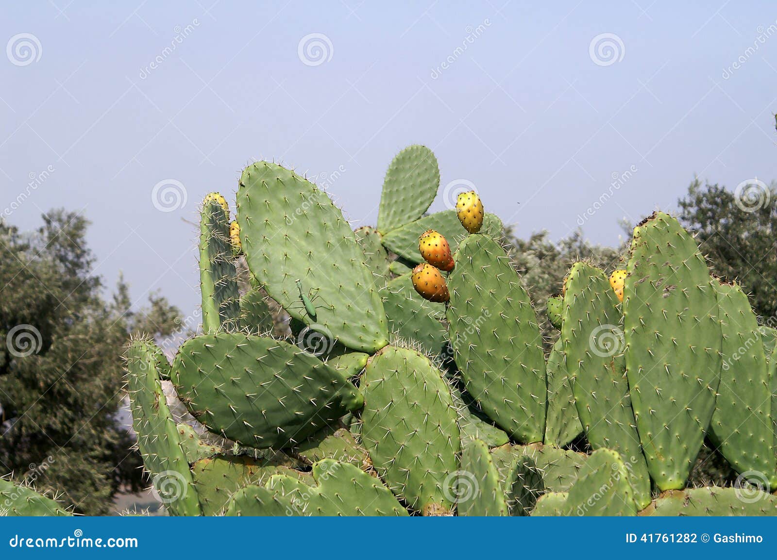Sabra plant stock photo. Image of fruit, environment - 41761282