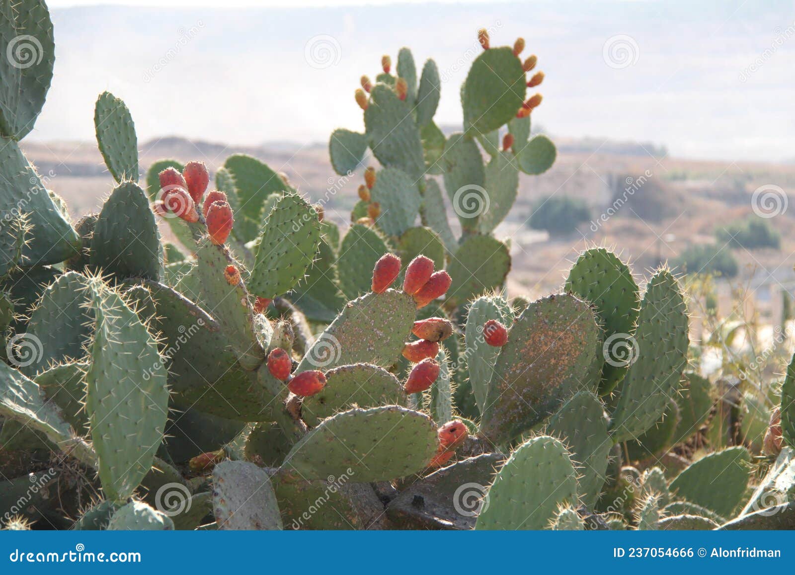 Sabra Red Fruits stock photo. Image of fruit, orange - 237054666