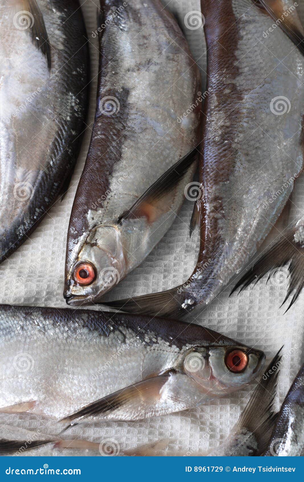 Several Sabrefish Stock Photos - Free & Royalty-Free Stock Photos from ...