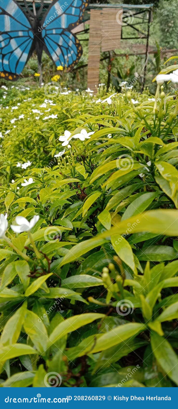 Sabrina Flower Garden stock image. Image of plant, forest - 208260829