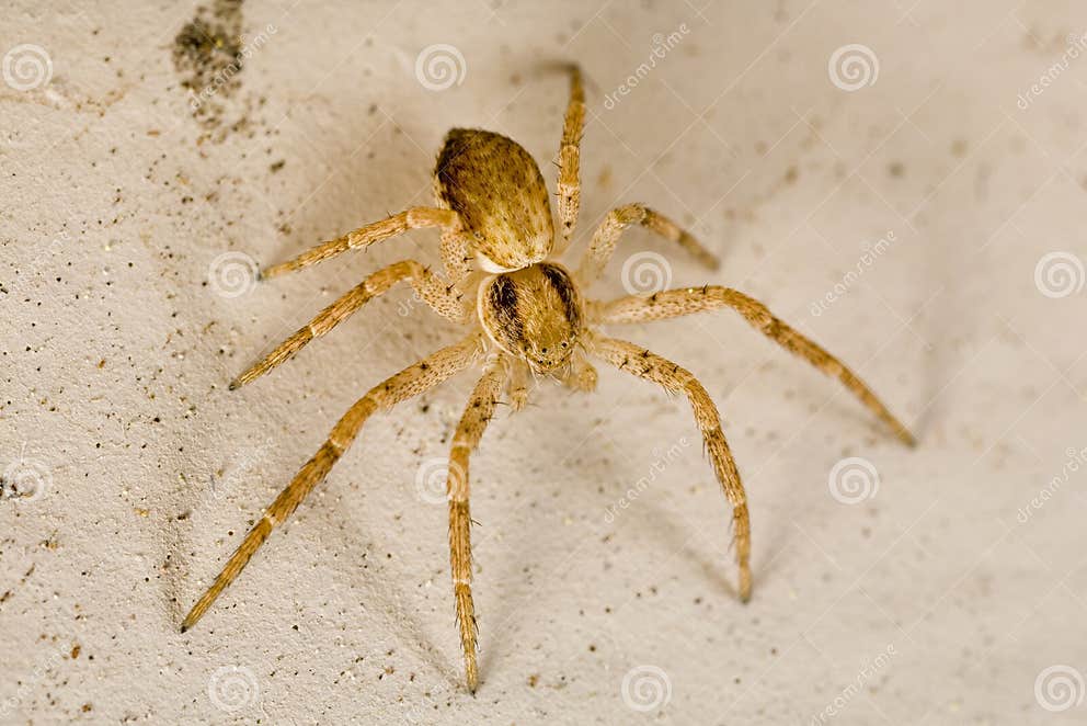 Sac spider stock image. Image of arachnid, macro, closeup - 4878603