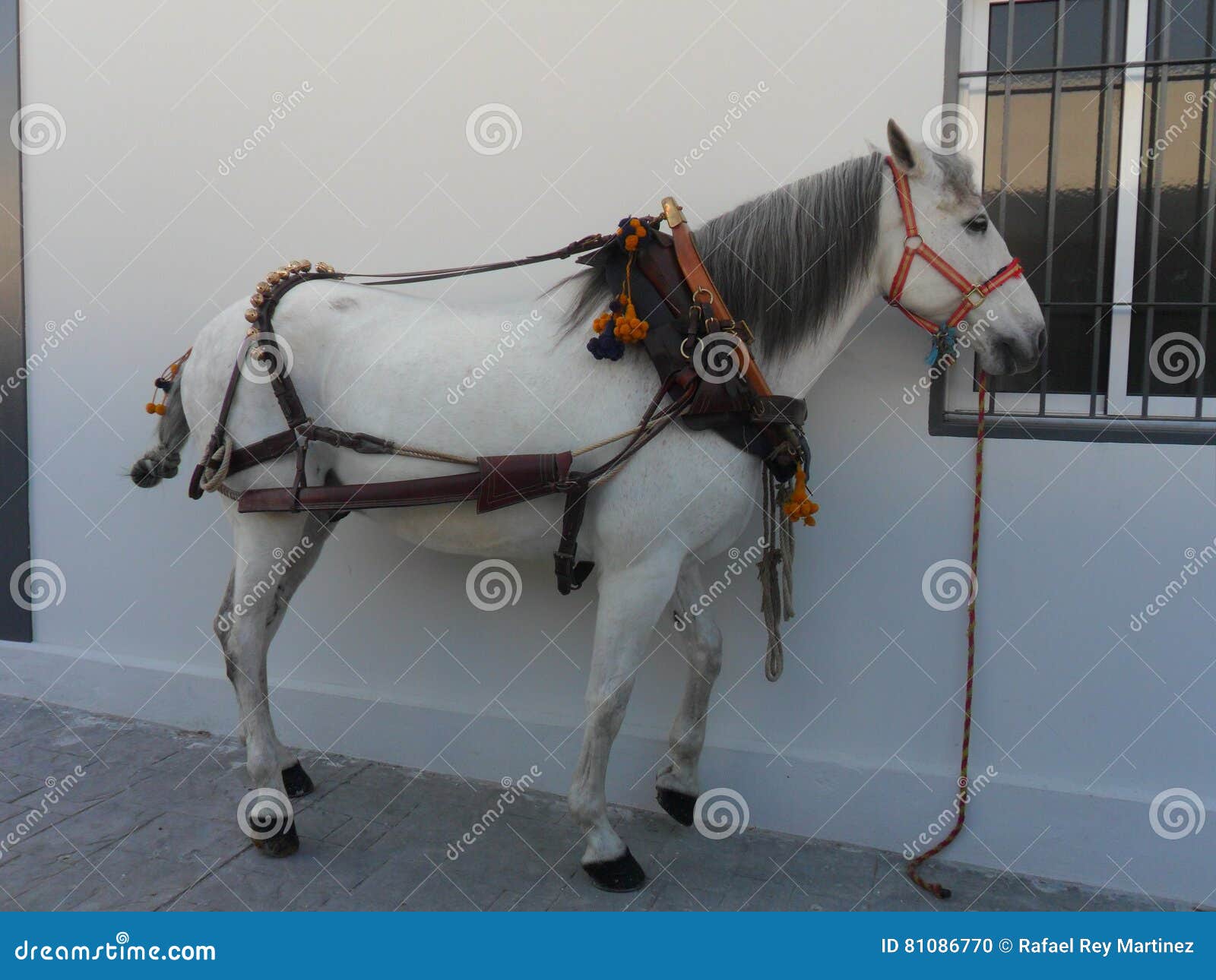 SACAB-COIN-- - Andaluzia-Espanha Foto de Stock - Imagem de cavalo ...