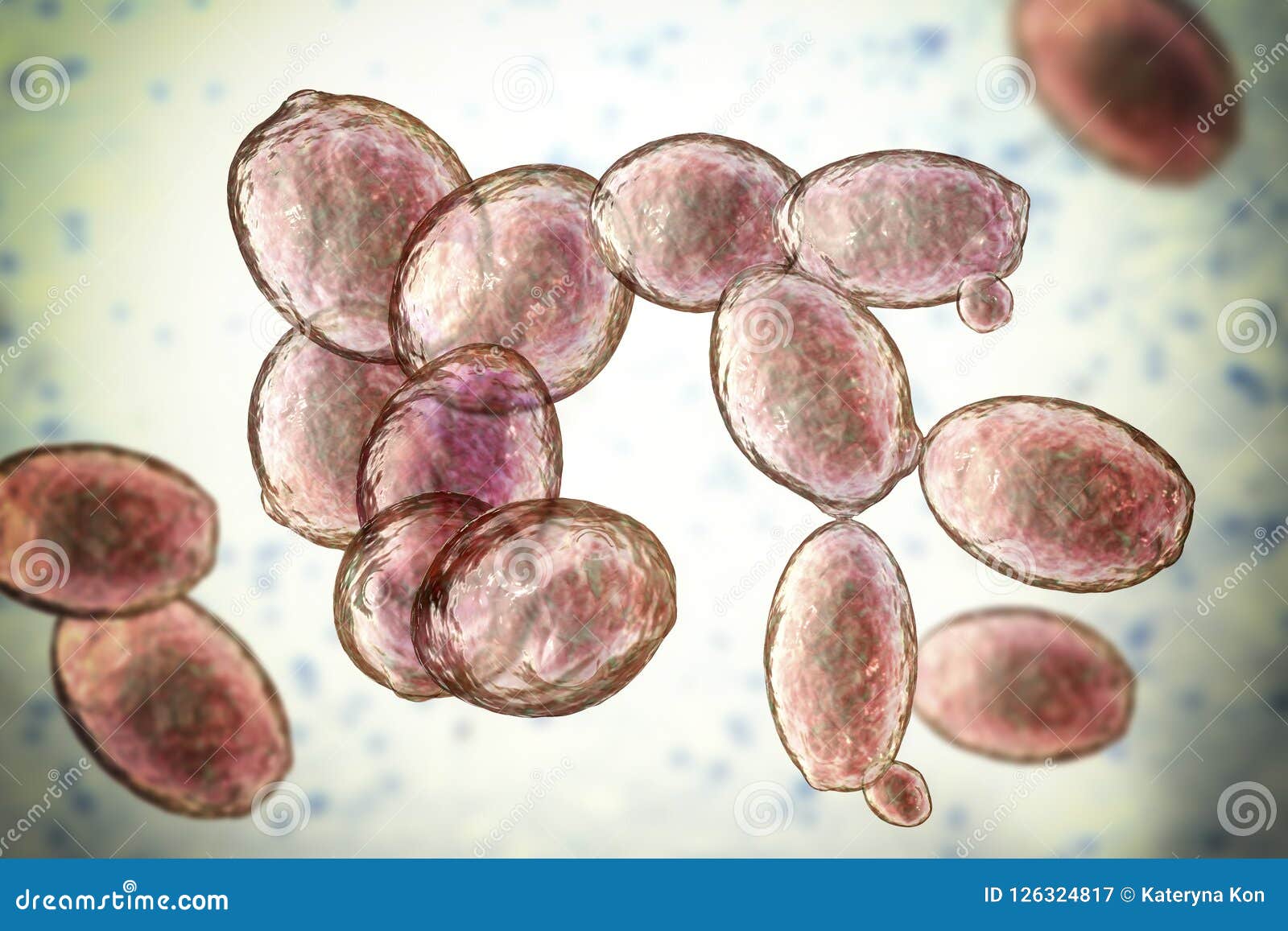 Saccharomyces Cerevisiae Yeast Stock Illustration - Illustration of ... Saccharomyces Cerevisiae Yeast Stock Illustration - Illustration of ...
