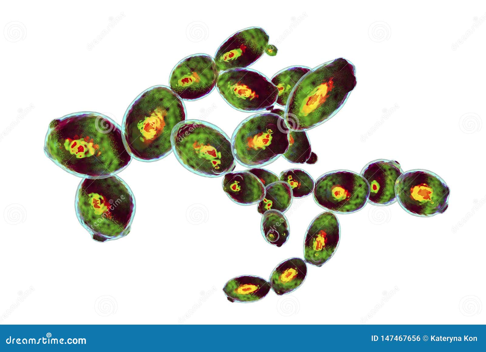 Saccharomyces Cerevisiae Yeast Stock Illustration - Illustration of ... Saccharomyces Cerevisiae Yeast Stock Illustration - Illustration of ...