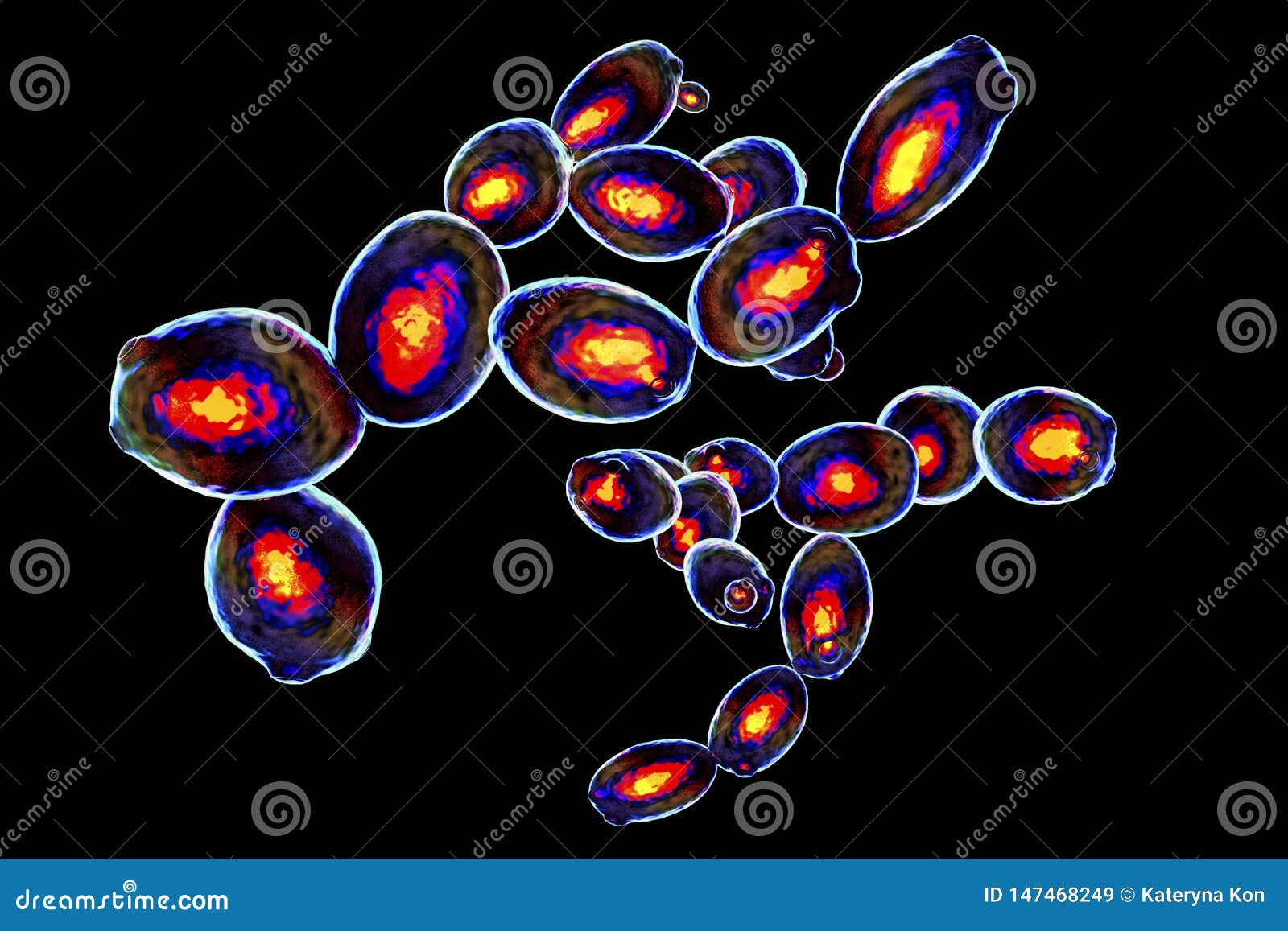 Saccharomyces Cerevisiae Yeast Stock Illustration - Illustration of ... Saccharomyces Cerevisiae Yeast Stock Illustration - Illustration of ...