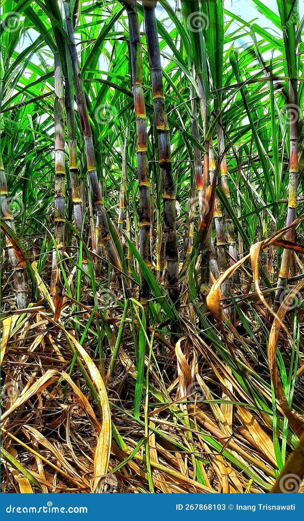 Saccharum Officinarum stock image. Image of tropical - 267868103