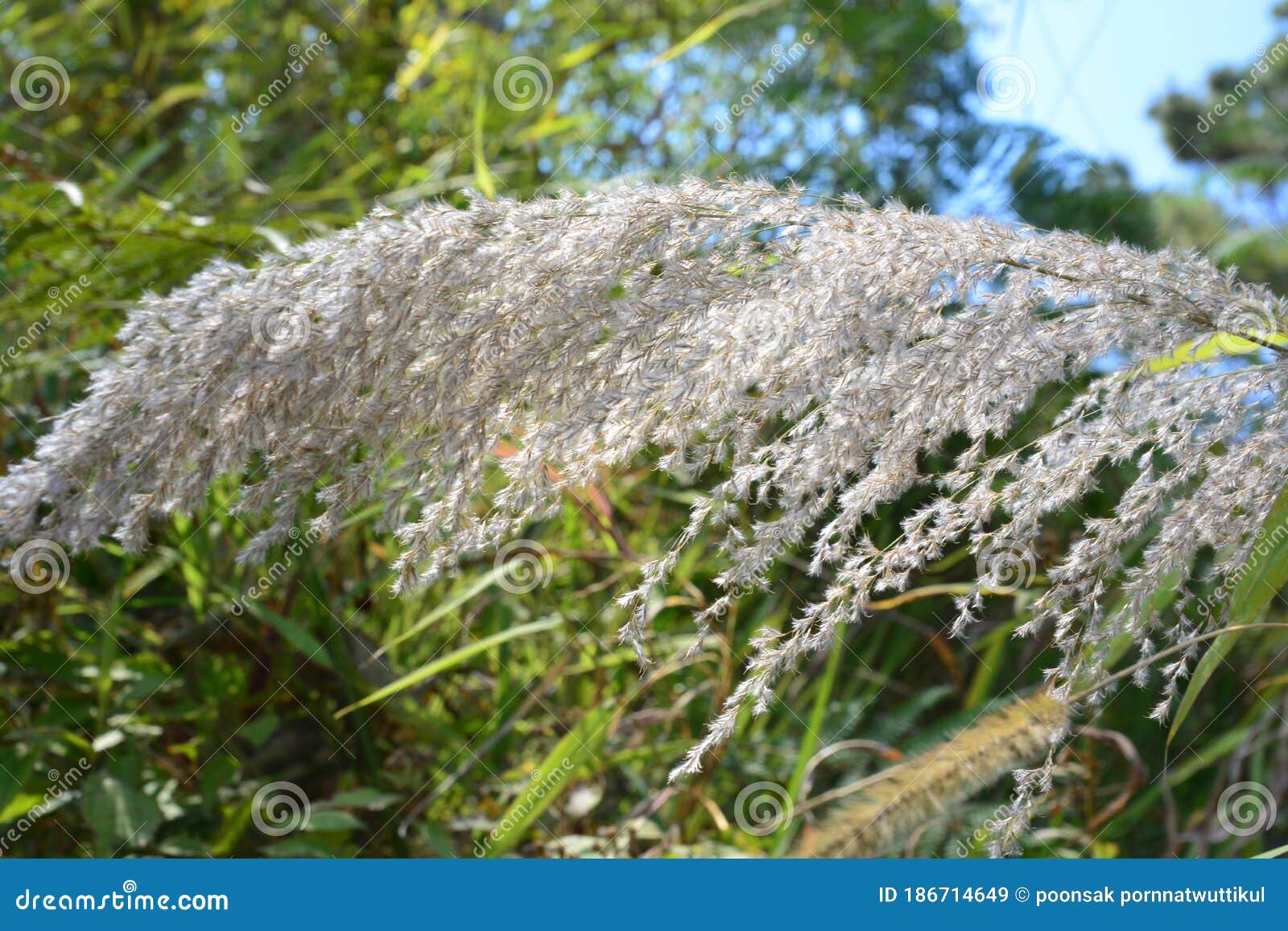 Saccharum Spontaneum or Kash Phool Stock Image - Image of fresh, bright ...