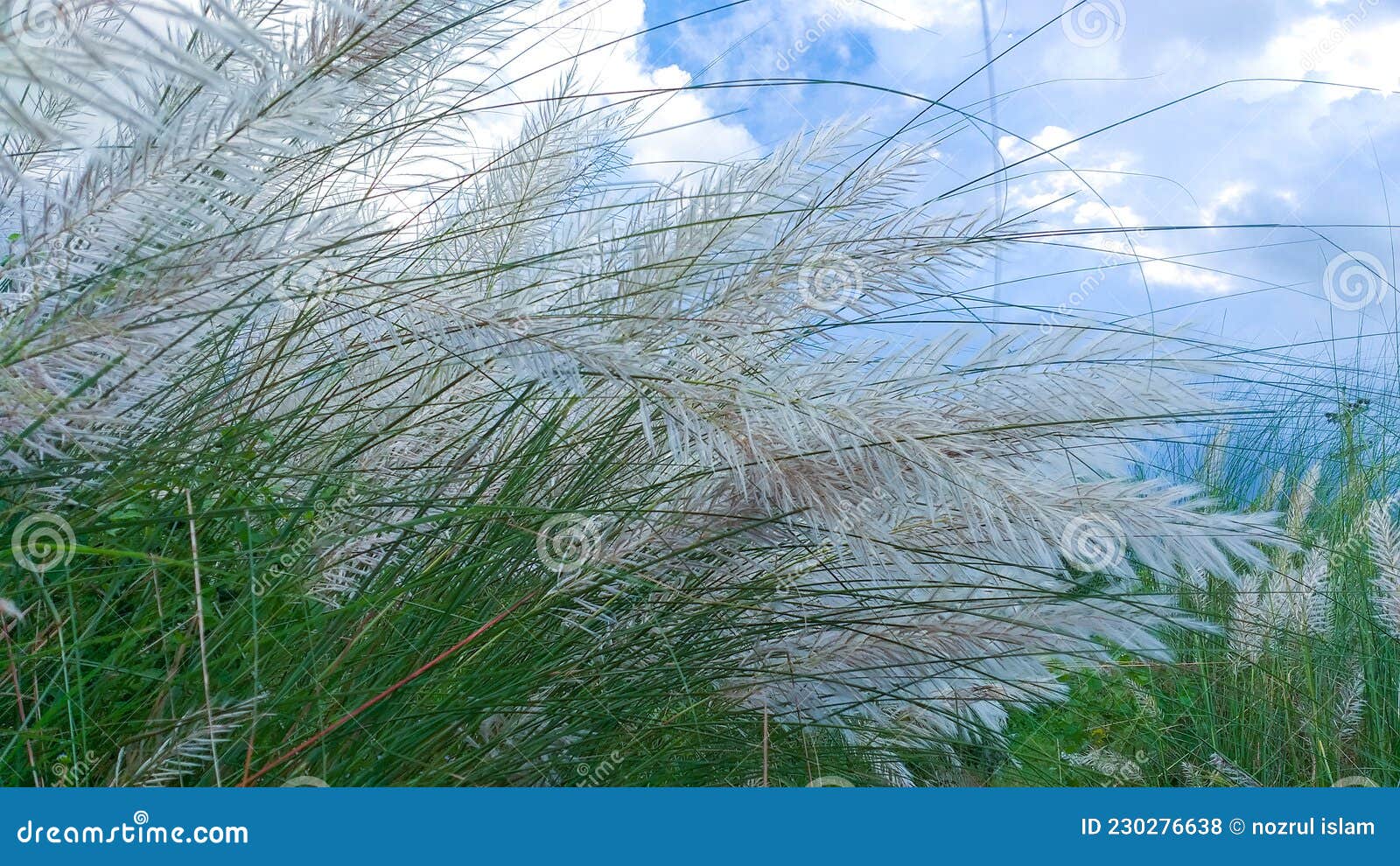 Saccharum Spontaneum | Kashful | Kans Grass Stock Photo - Image of ...