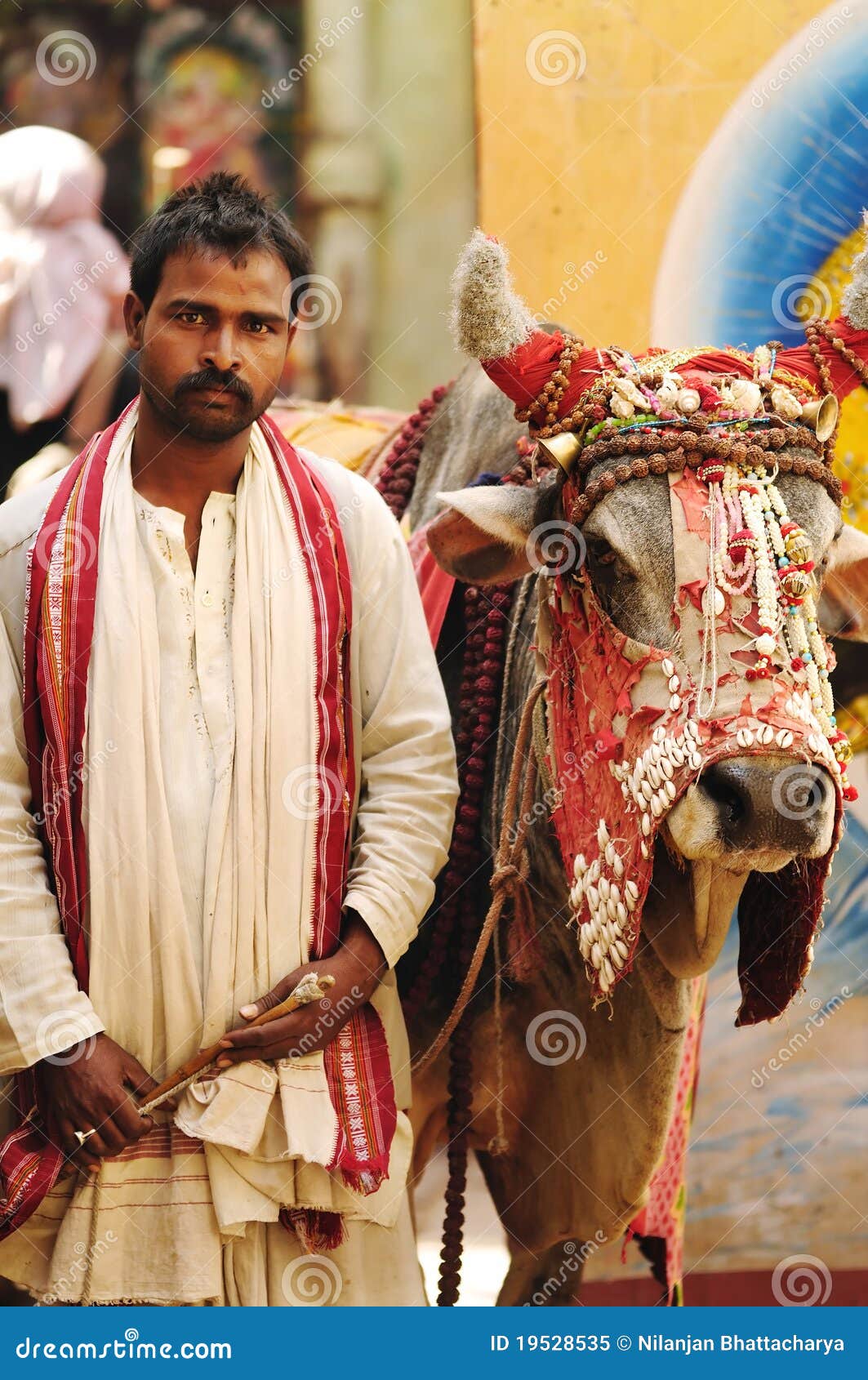 Sacerdote Hindú Con La Vaca Santa Imagen editorial - Imagen de vertical ...