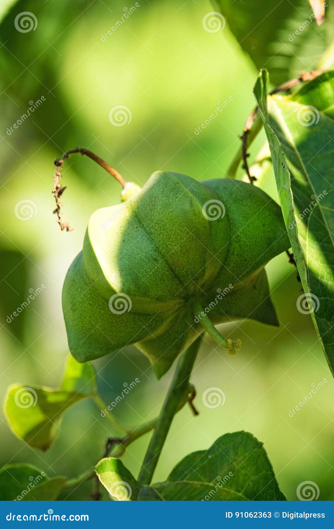 Sacha Inchi stock image. Image of inchi, green, plant - 91062363