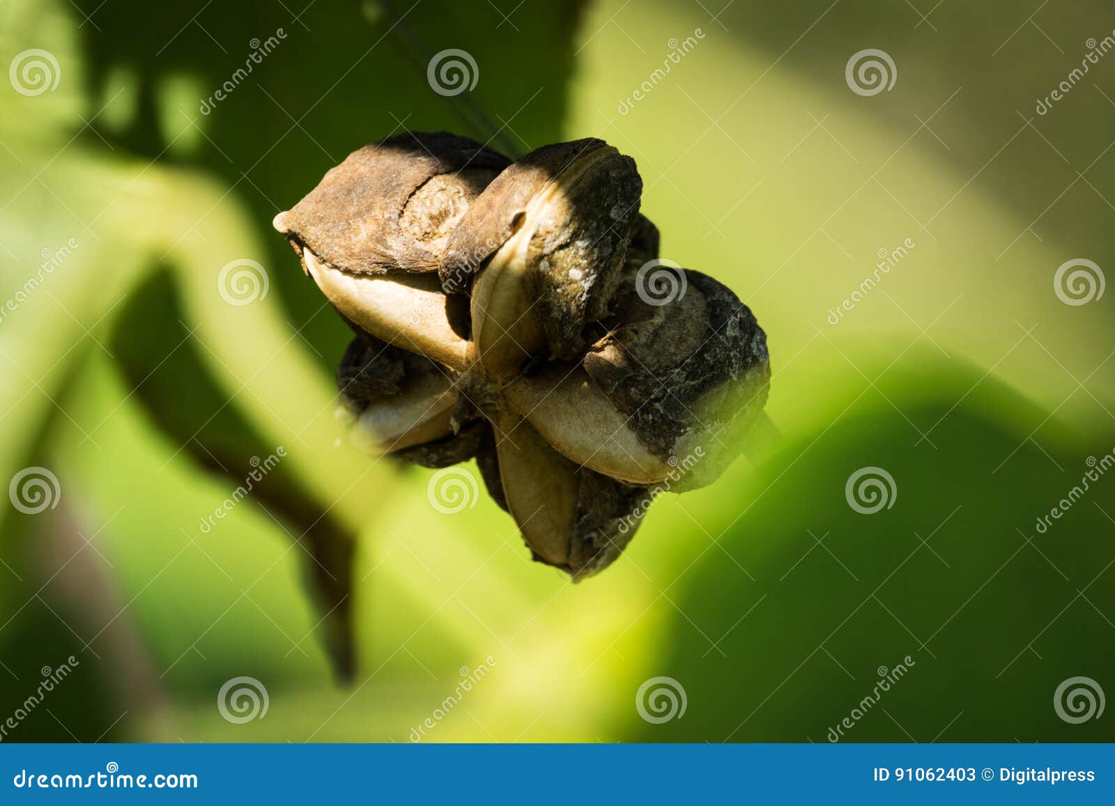 Sacha Inchi, Sacha Inchi, Sacha Mani, Inca Peanut Oil From Seeds And ...