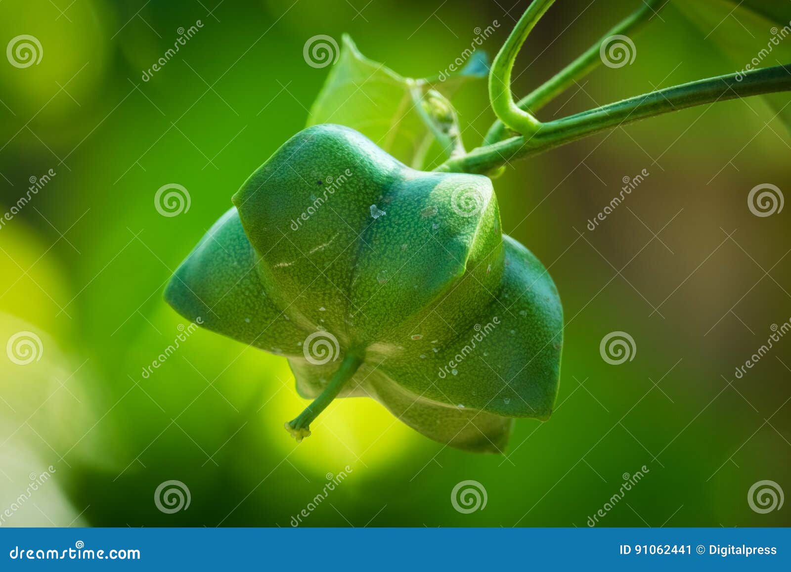 Sacha Inchi, Sacha Inchi, Sacha Mani, Inca Peanut Oil From Seeds And ...