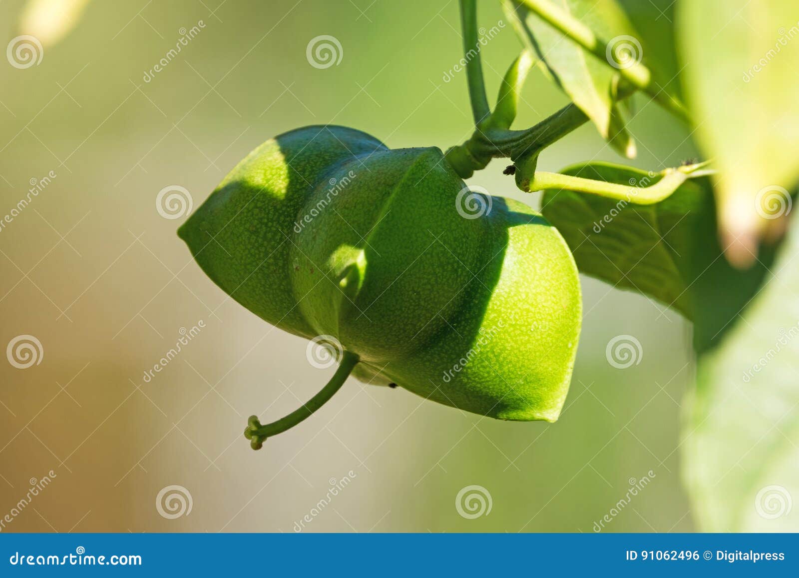 Sacha Inchi, Sacha Inchi, Sacha Mani, Inca Peanut Oil From Seeds And ...