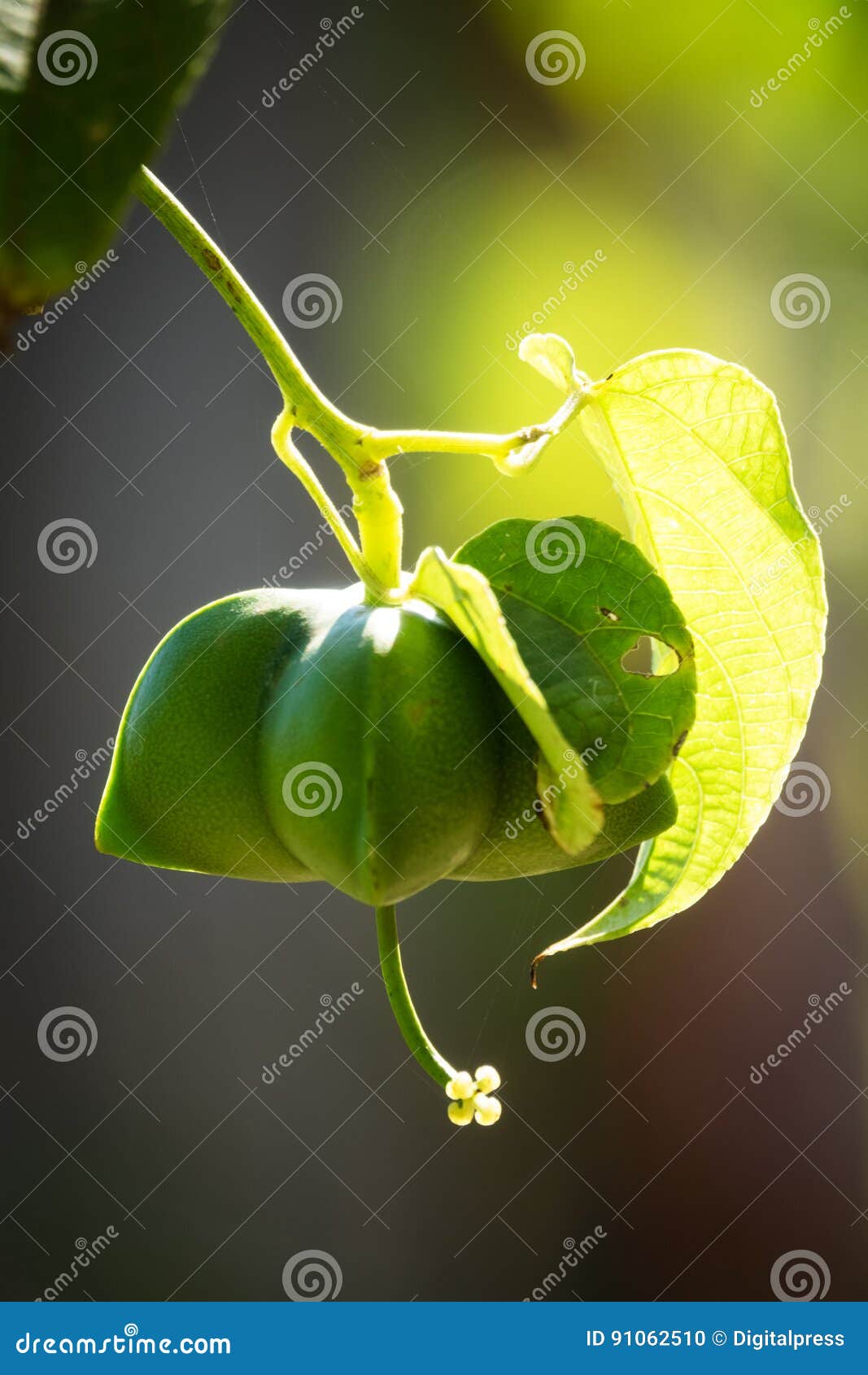 Sacha Inchi stock photo. Image of nature, volubilis, inca - 91062510