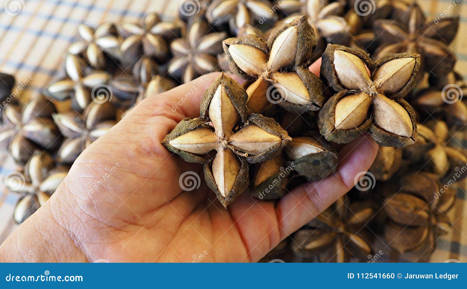Sacha Inchi or Inca Nuts. Dried Sacha Inchi Nuts in Hand. Stock Photo ...