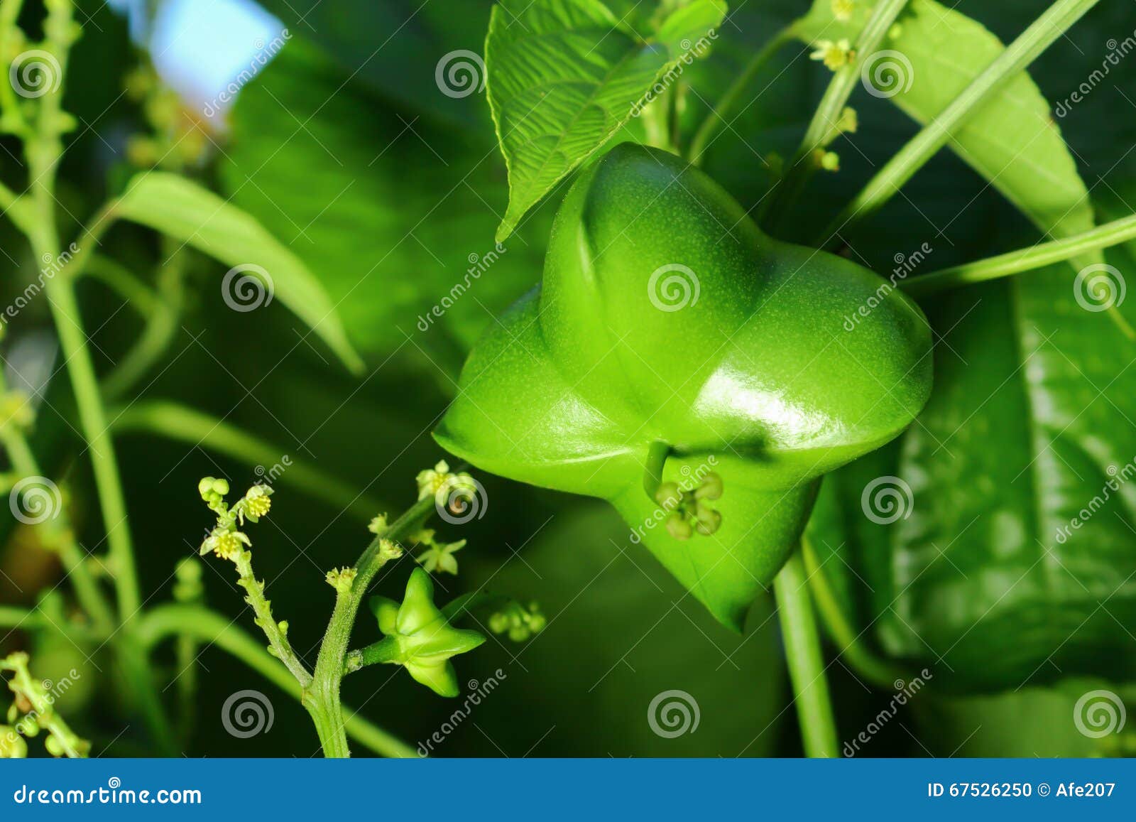 Sacha Inchi, Sacha Inchi, Sacha Mani, Inca Peanut Oil From Seeds And ...