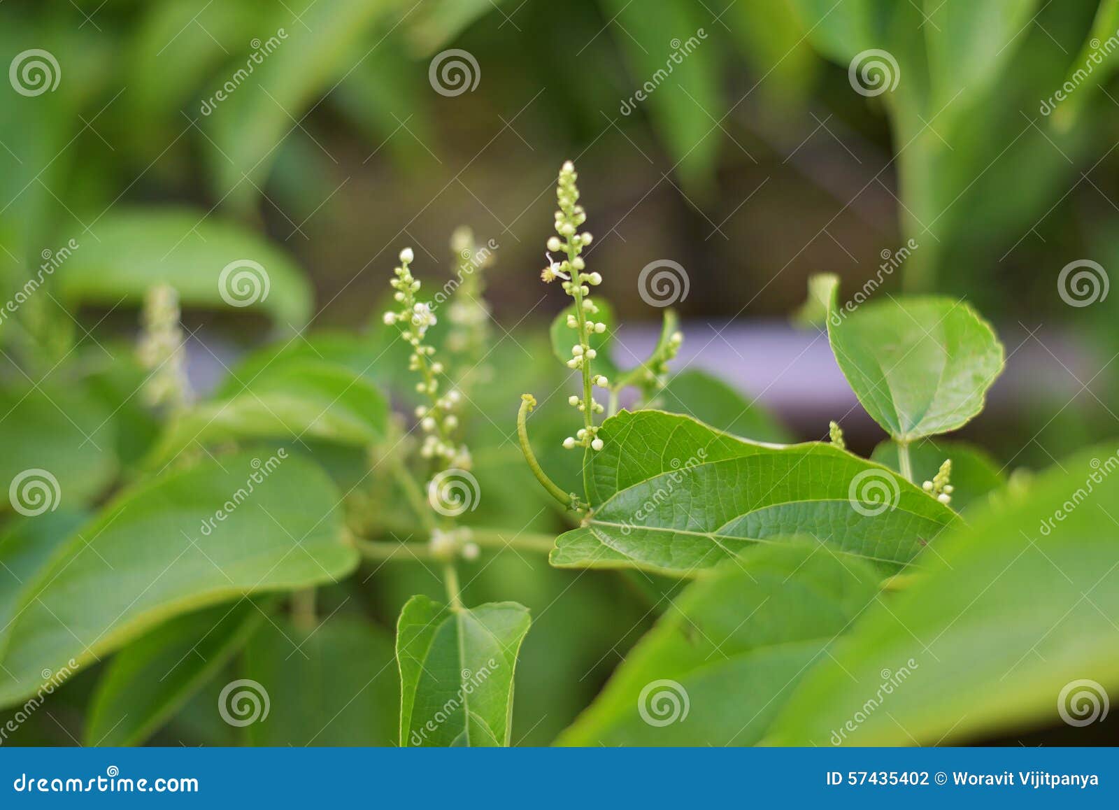 Sacha-Inchi peanut stock photo. Image of environmental - 57435402