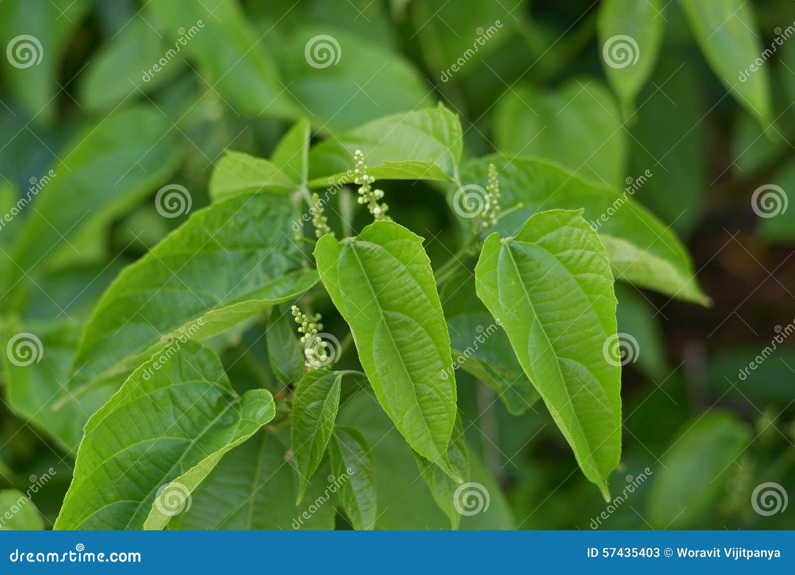 Sacha-Inchi peanut stock image. Image of farmer, care - 57435403