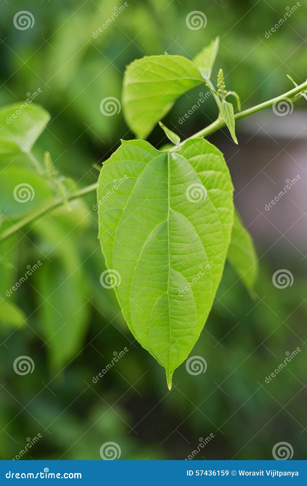 Sacha-Inchi peanut stock image. Image of fresh, background - 57436159