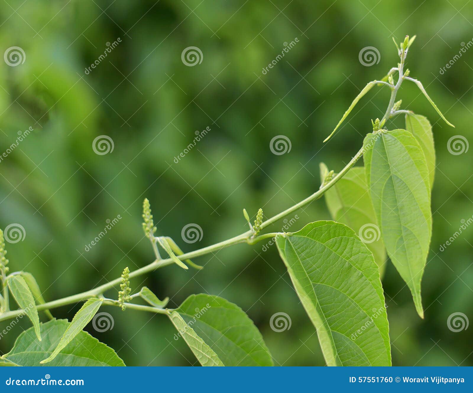 Sacha-Inchi peanut stock photo. Image of environmental - 57551760