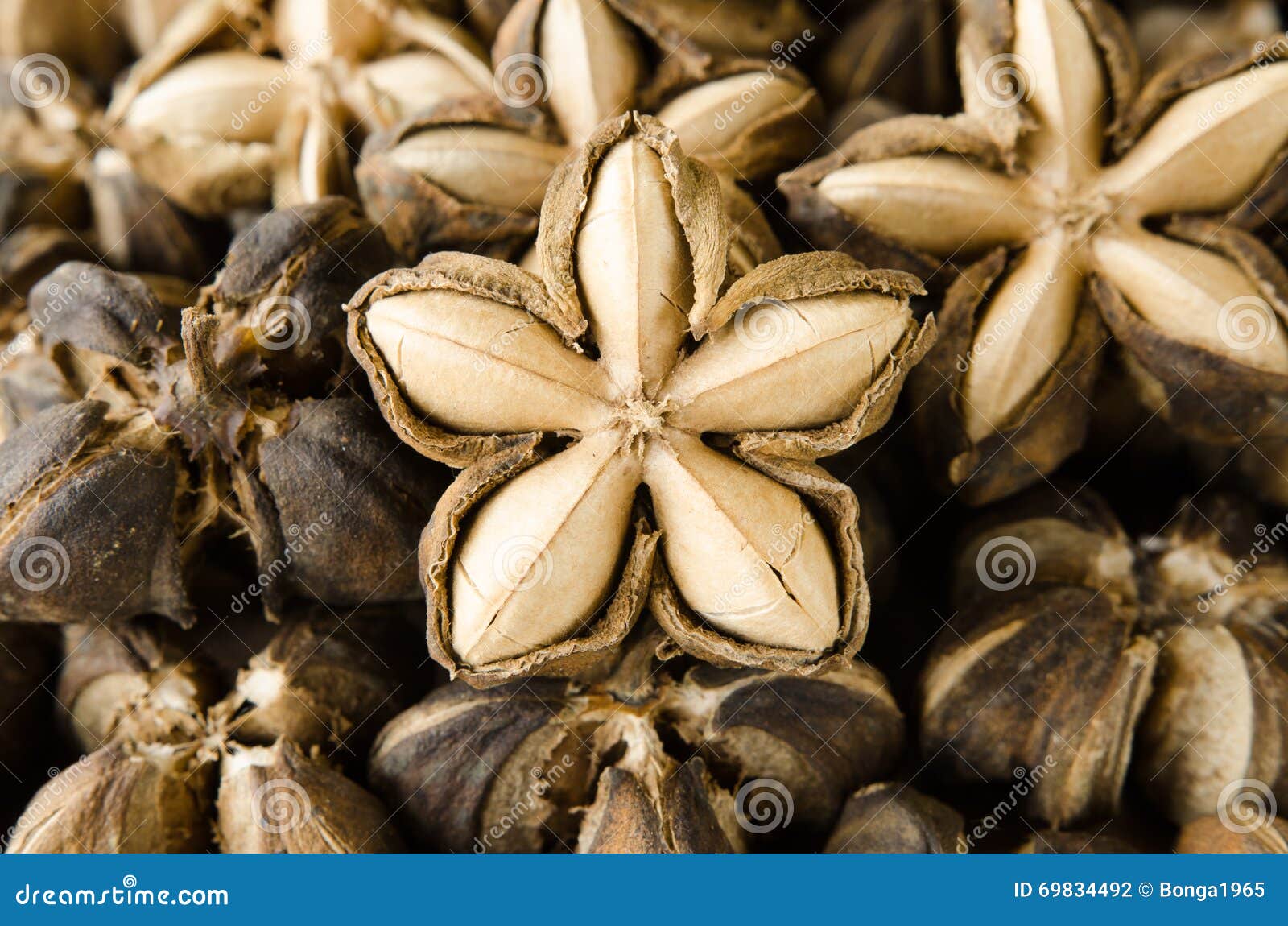 Sacha inchi seeds stock photo. Image of seed, plukenetia - 69834492