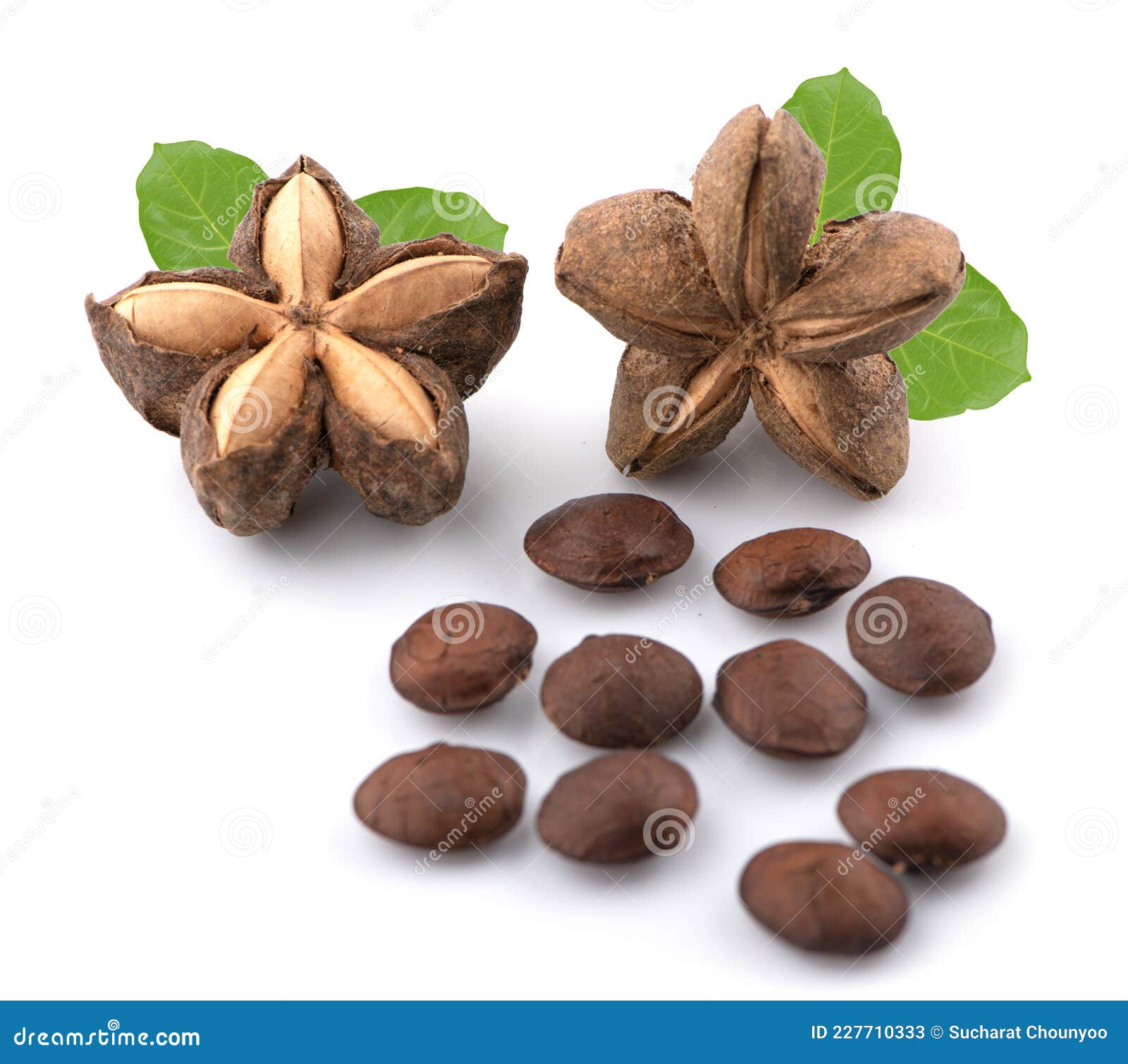 Sacha Inchi on White Background, Fresh Capsule Seeds Fruit of Sacha ...