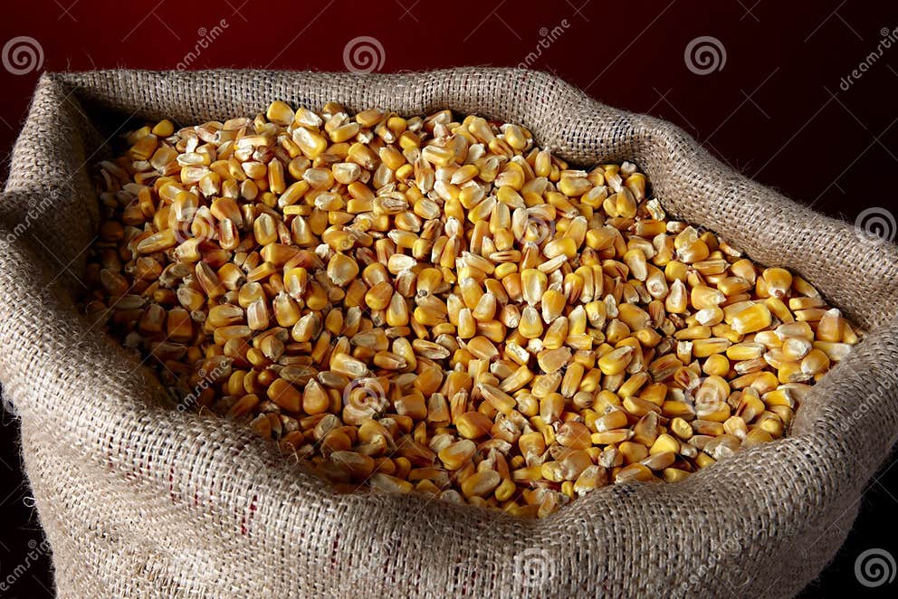 Sack of corn stock photo. Image of crop, closeup, sack - 17911638