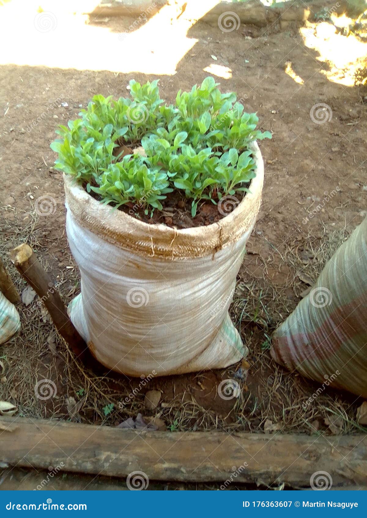 Sack Farming stock image. Image of vegetables, farming - 176363607